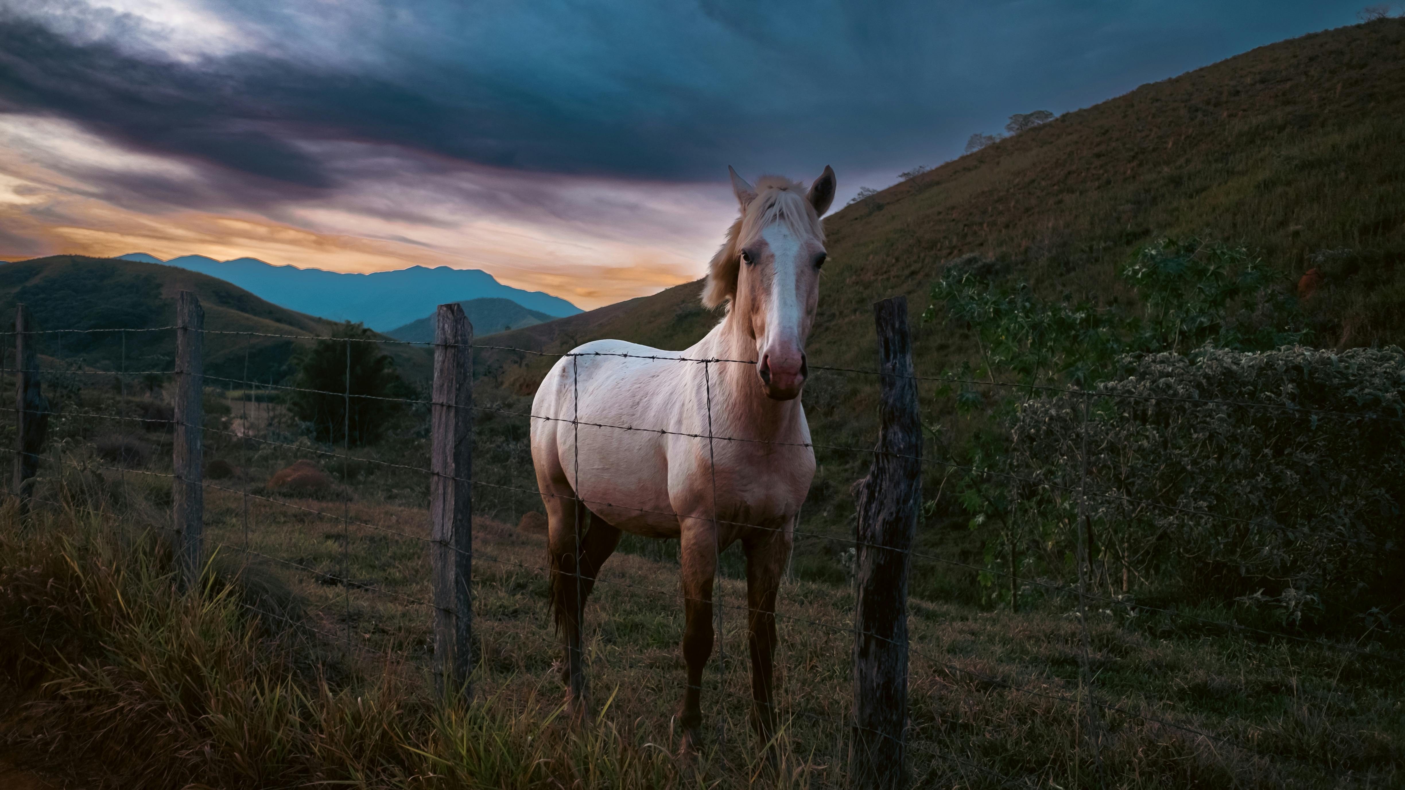 Horse Standing on Fenced Field at Dawn · Free Stock Photo