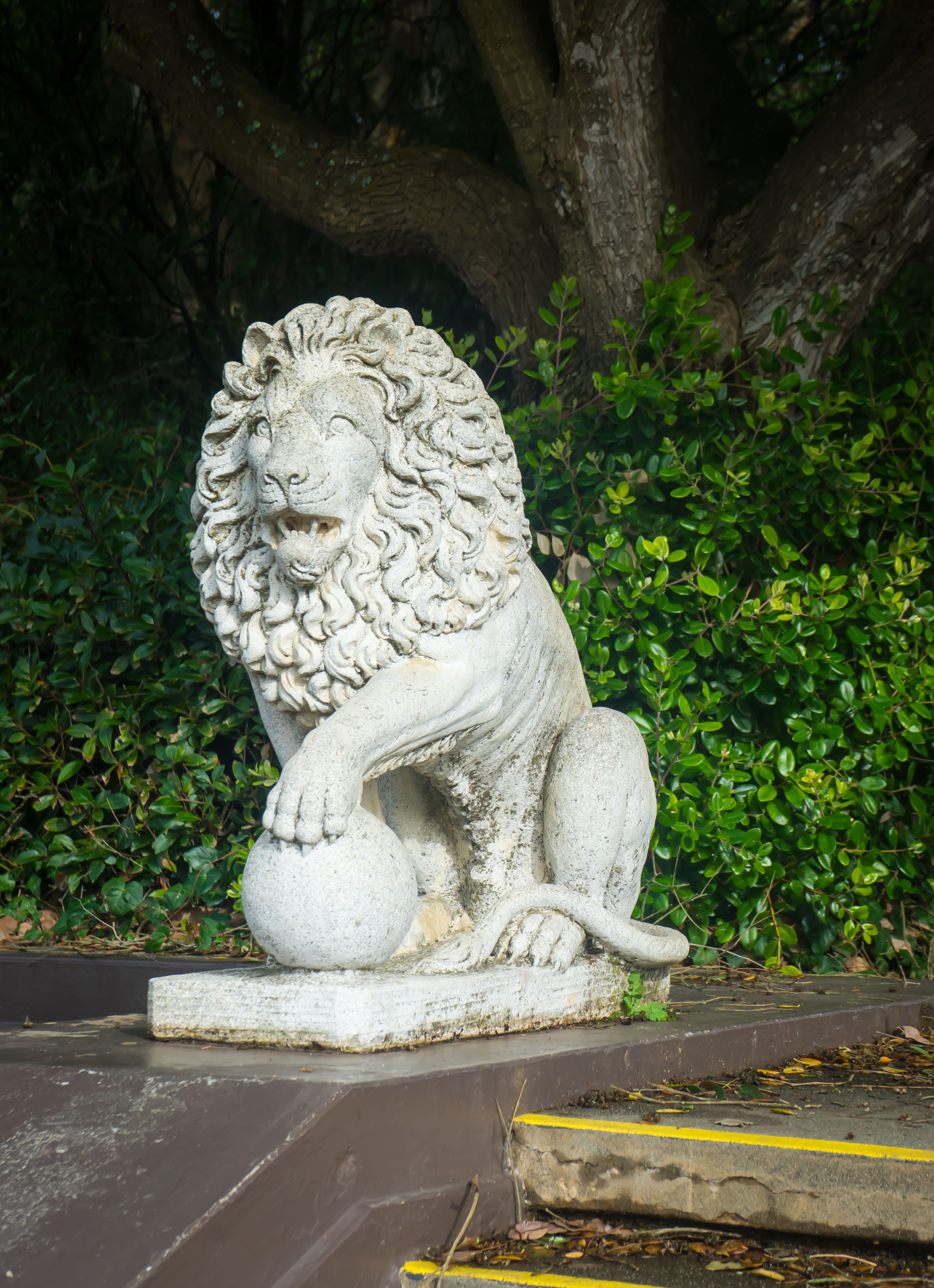 Lion Animation Photos, Download The BEST Free Lion Animation Stock ...