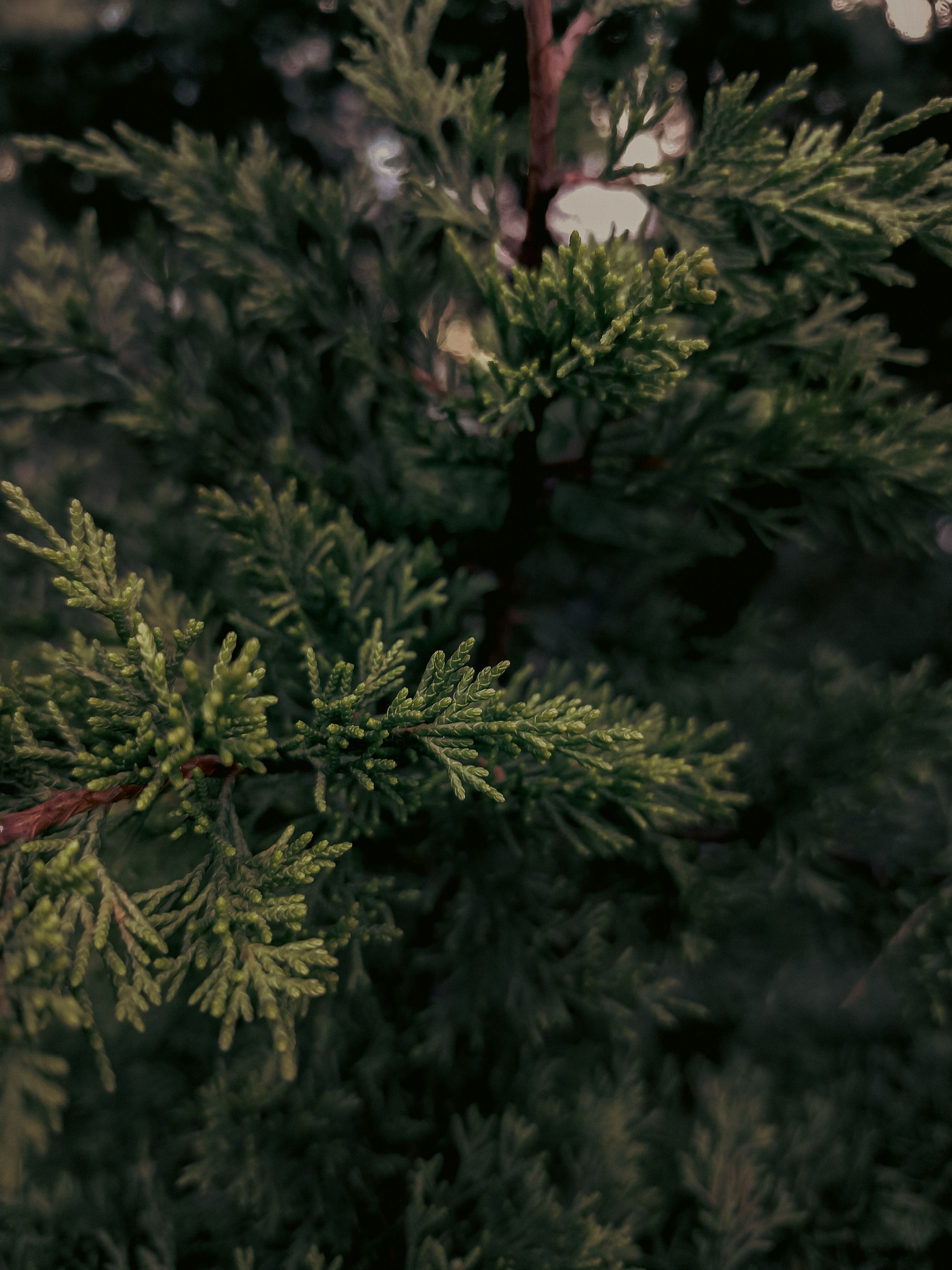Close-up of a Cypress Tree · Free Stock Photo