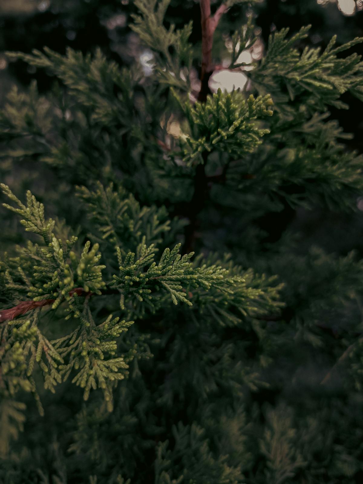 Cypress Tree Photos, Download The BEST Free Cypress Tree Stock Photos ...