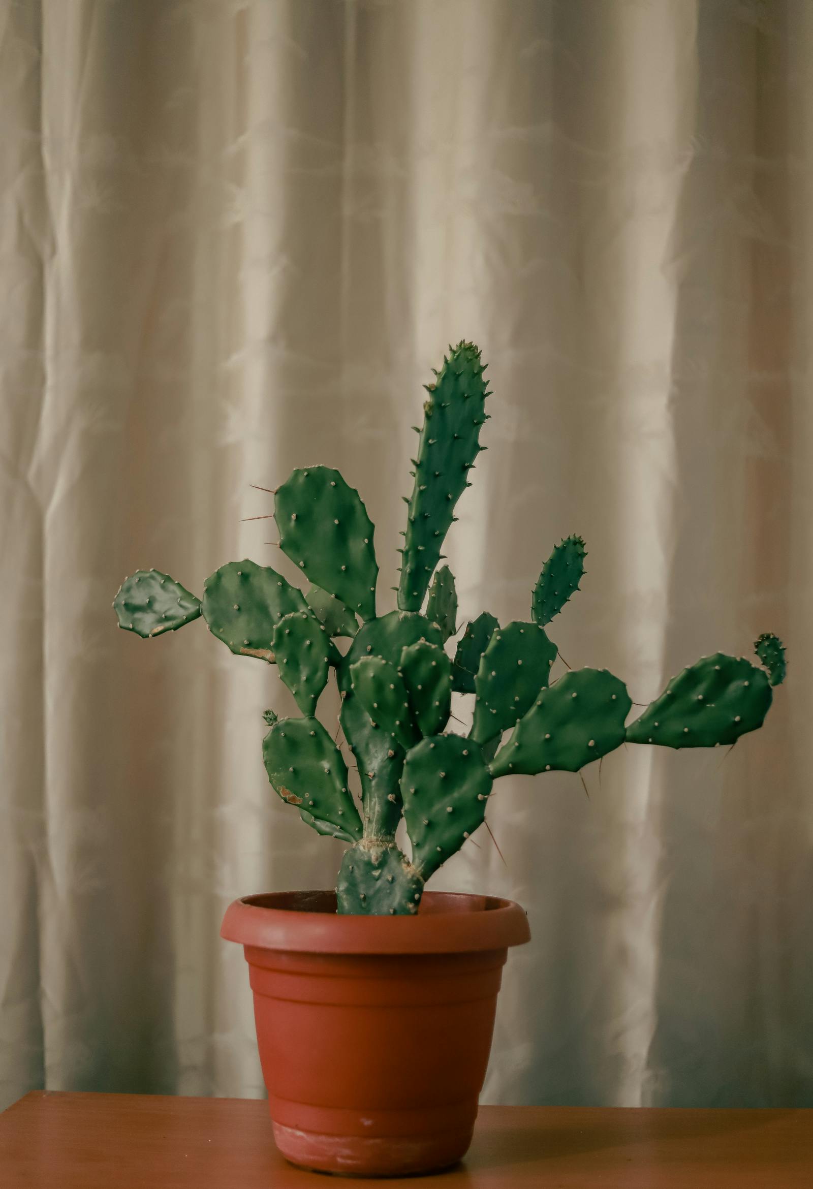 Cactus Plan Photos, Download The BEST Free Cactus Plan Stock Photos ...