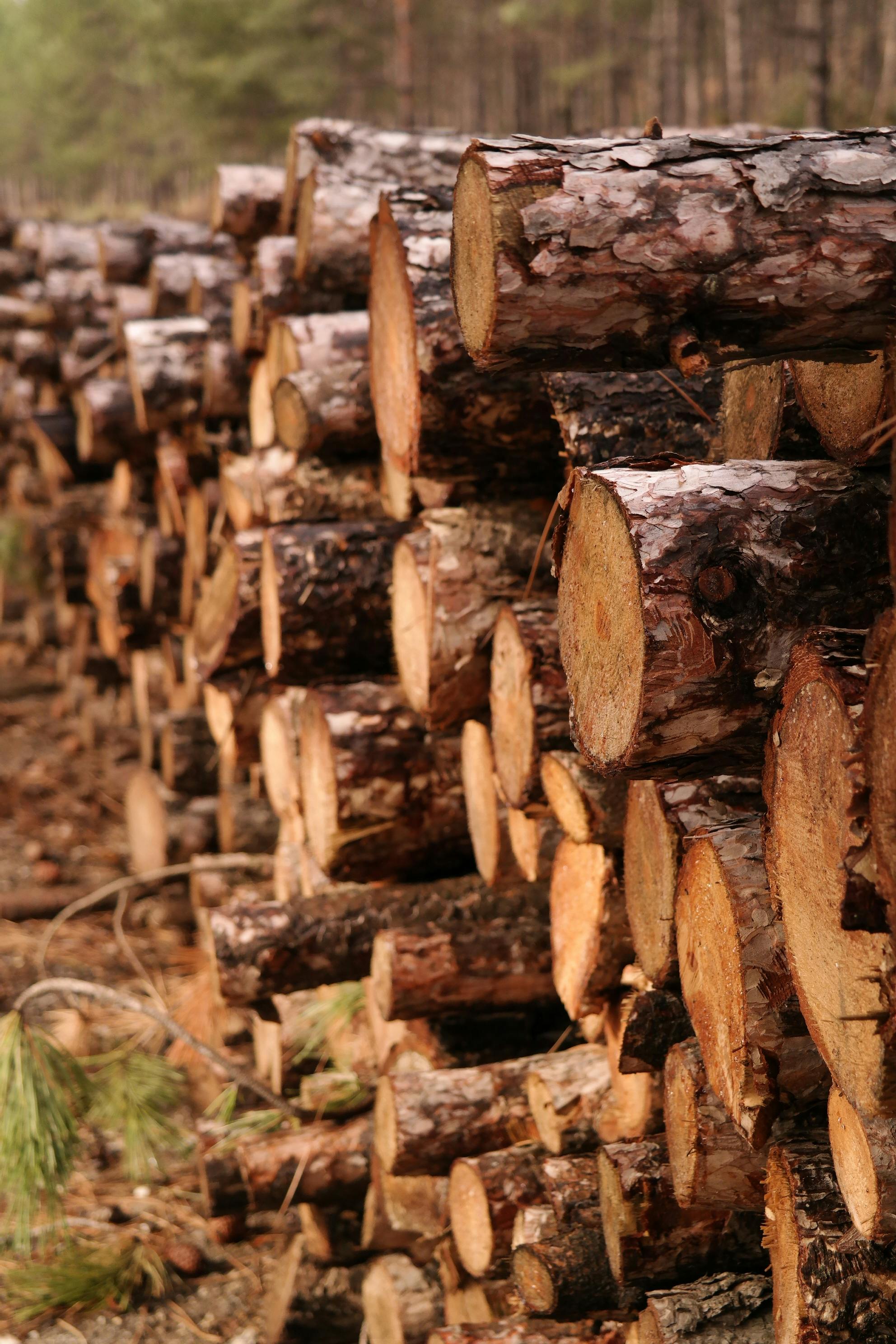 Wooden logs prepared for production of lumber · Free Stock Photo