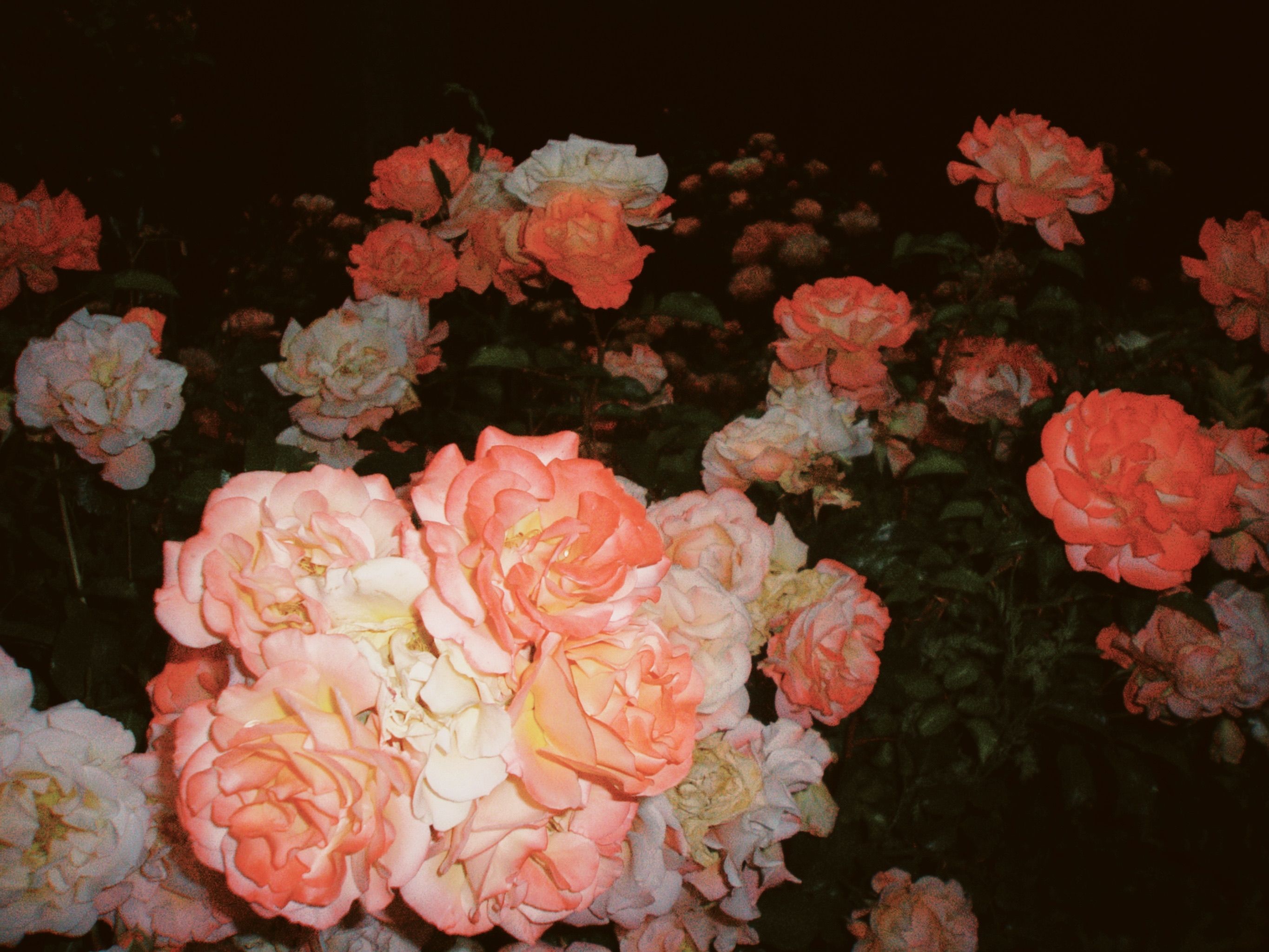 Red Roses in Nature · Free Stock Photo