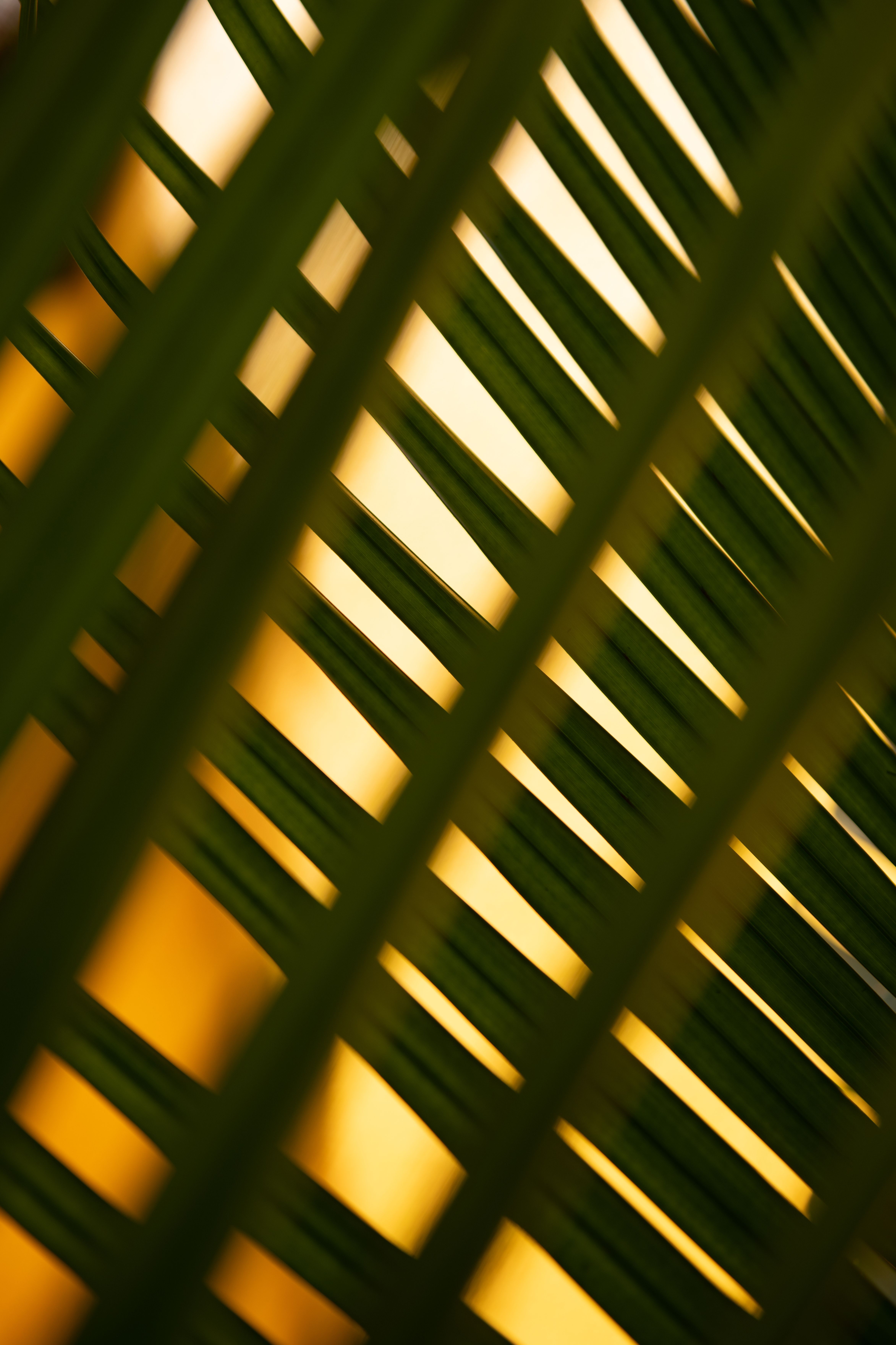 Overlappig Palm Leaves · Free Stock Photo