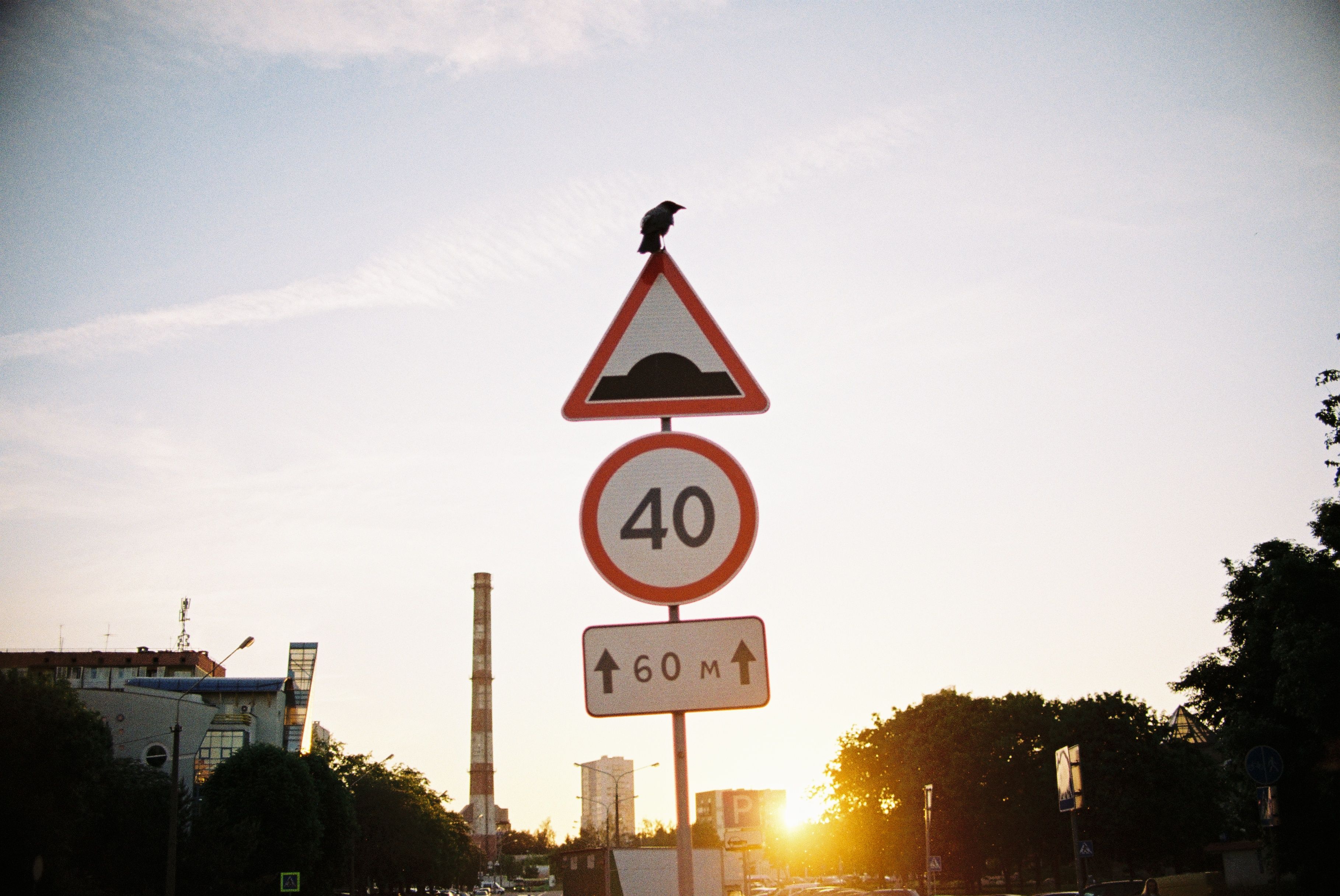 Bird Sitting on Street Sign against Sunset · Free Stock Photo