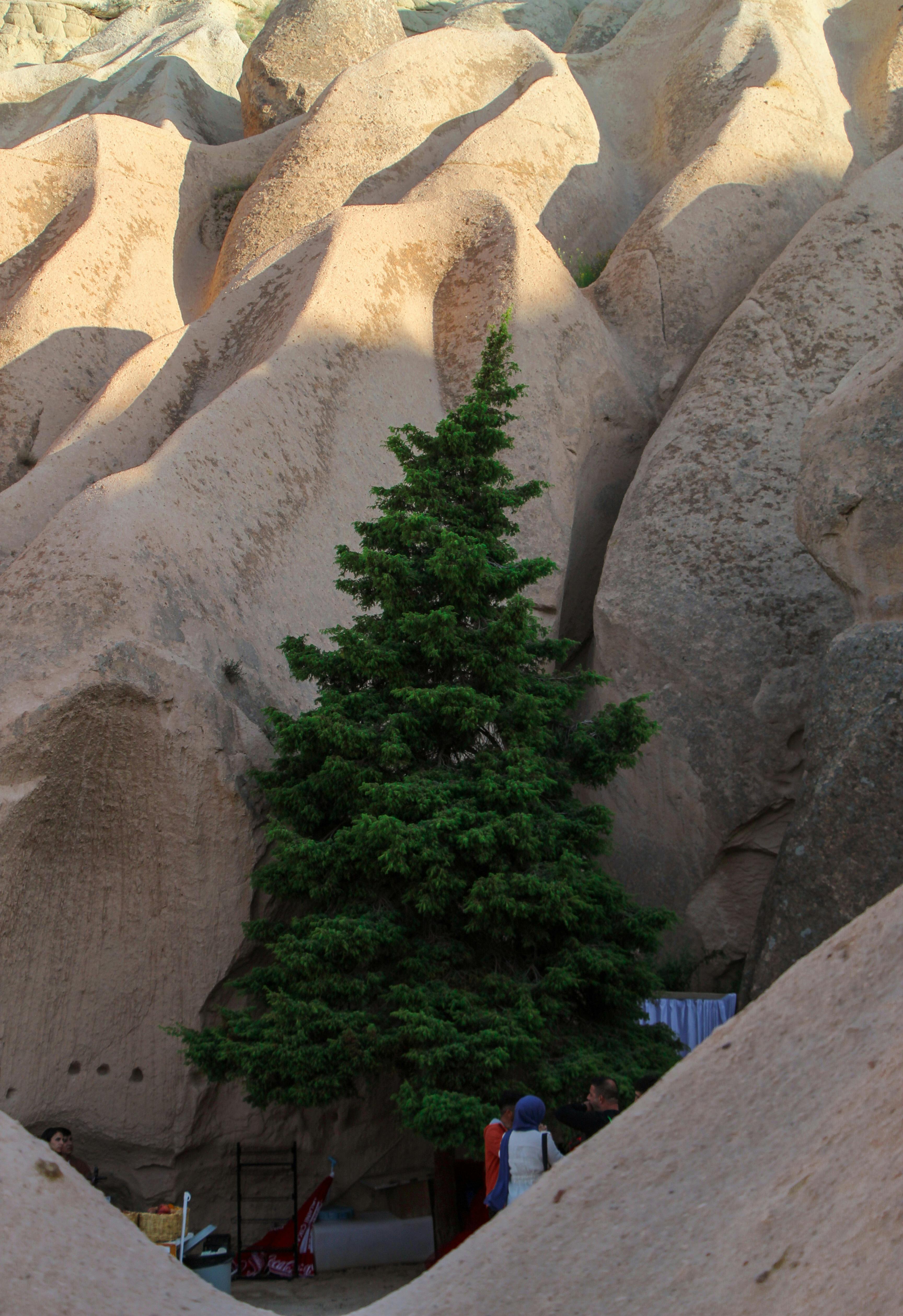 Pine Tree Growing among Sandstone Stru · Free Stock Photo