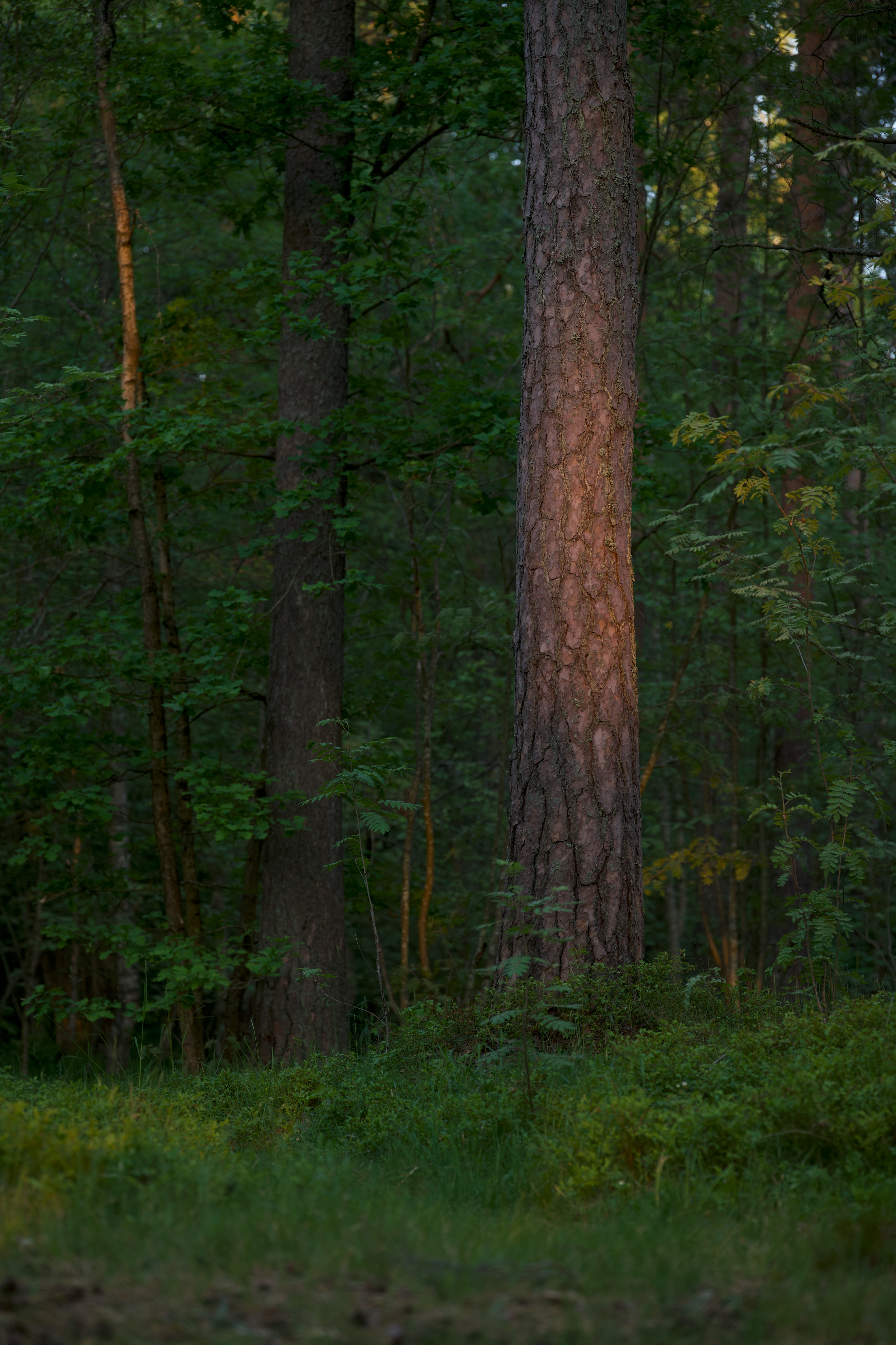 Trees in Deep Forest · Free Stock Photo