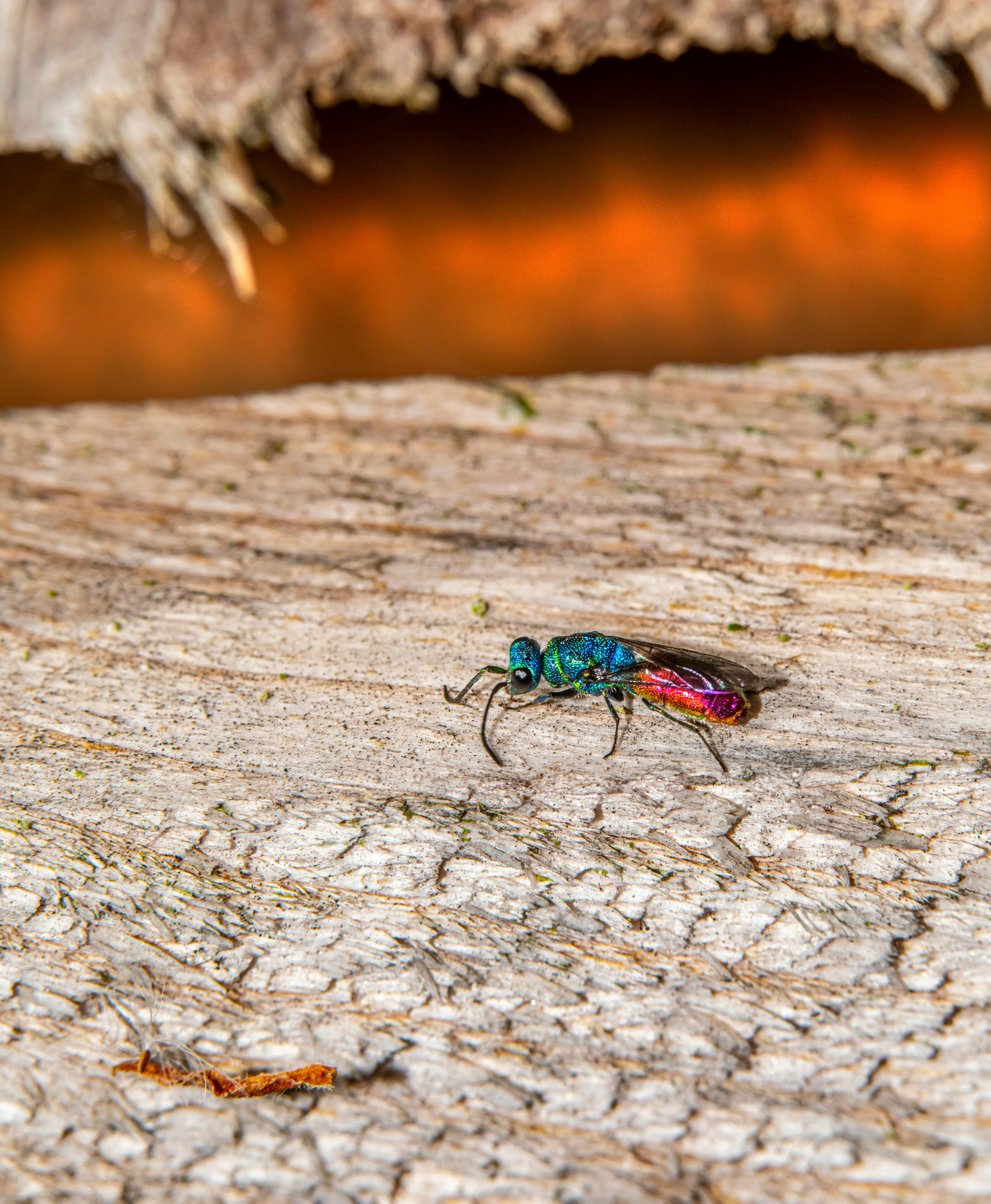 Colored Ant on Tree Bark · Free Stock Photo