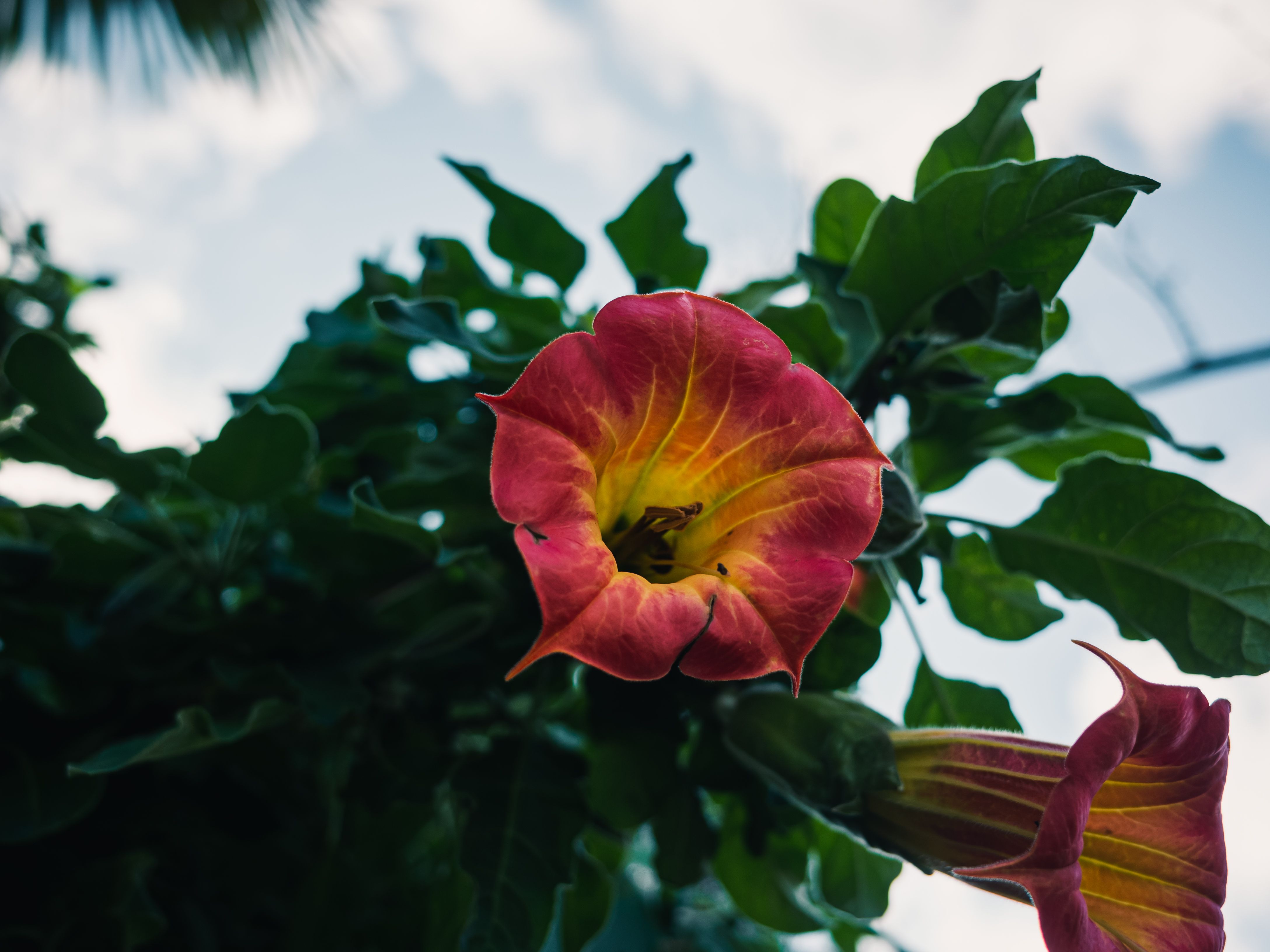 Angels Trumpet Flower · Free Stock Photo
