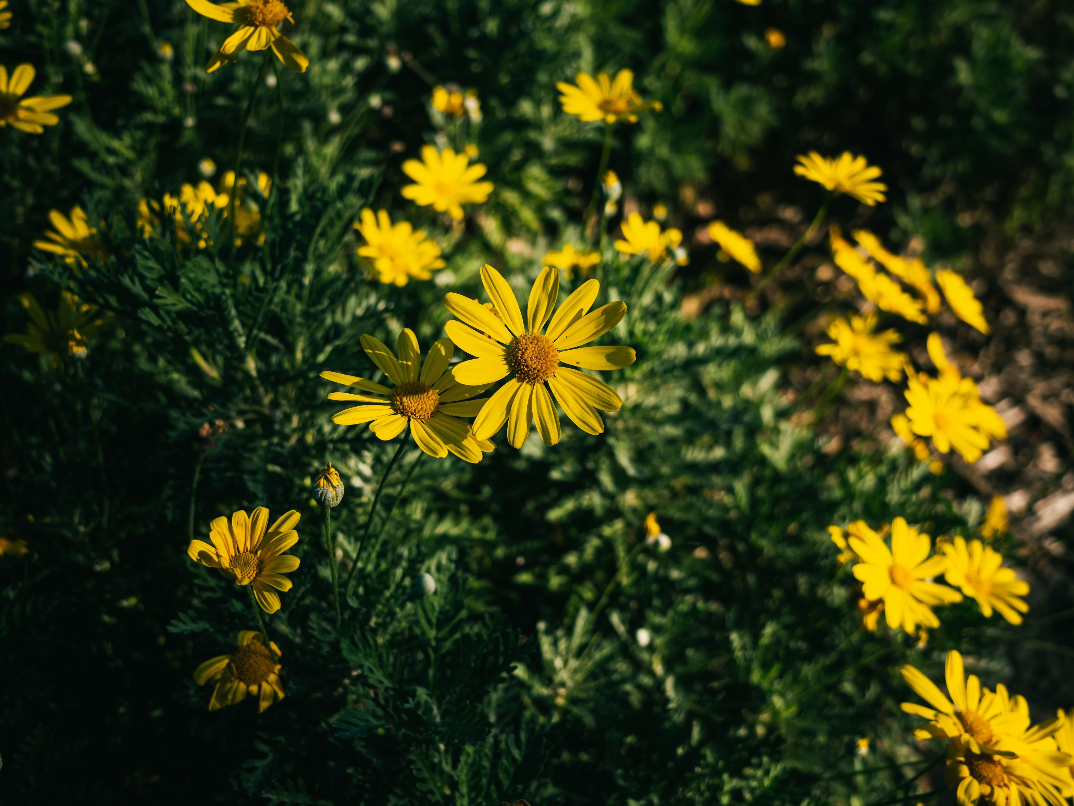 Grey-Leaved Euryops Flowers · Free Stock Photo