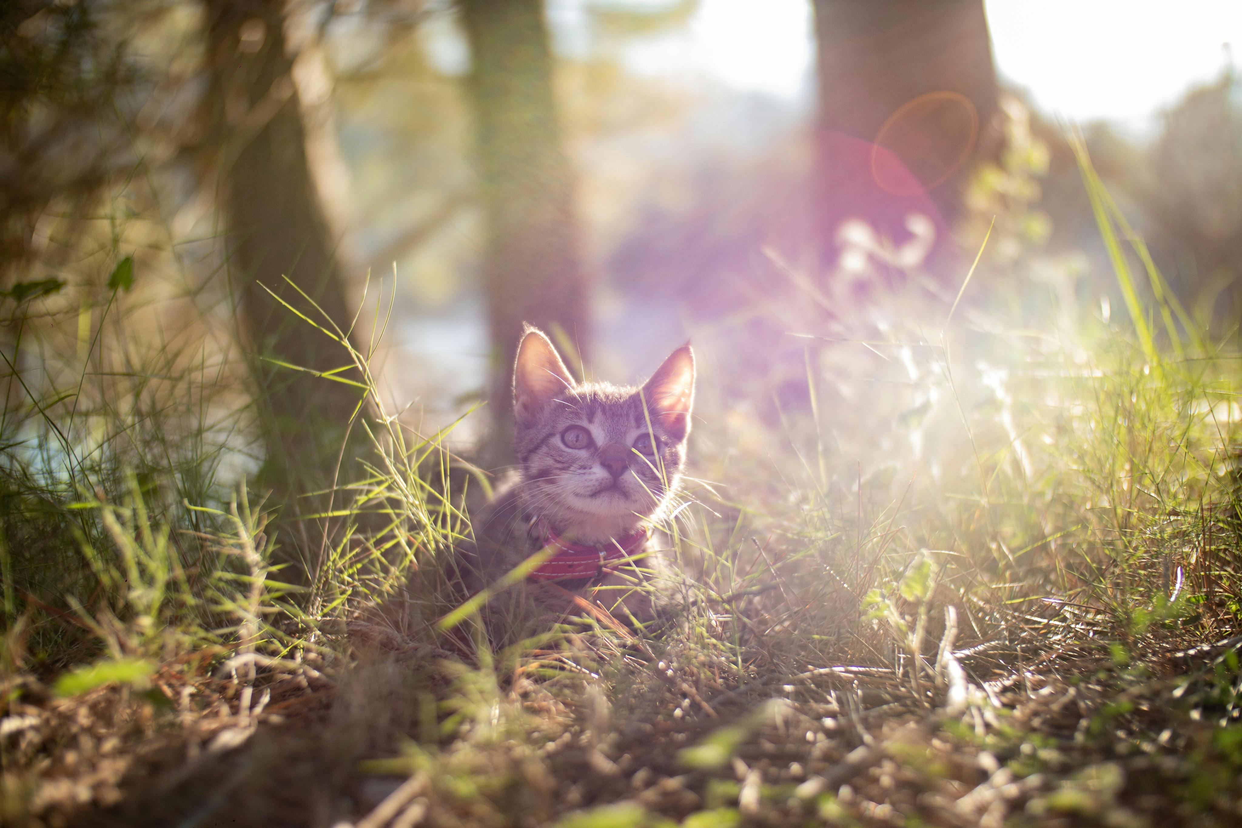 Cat Hunting Photos, Download The BEST Free Cat Hunting Stock Photos ...