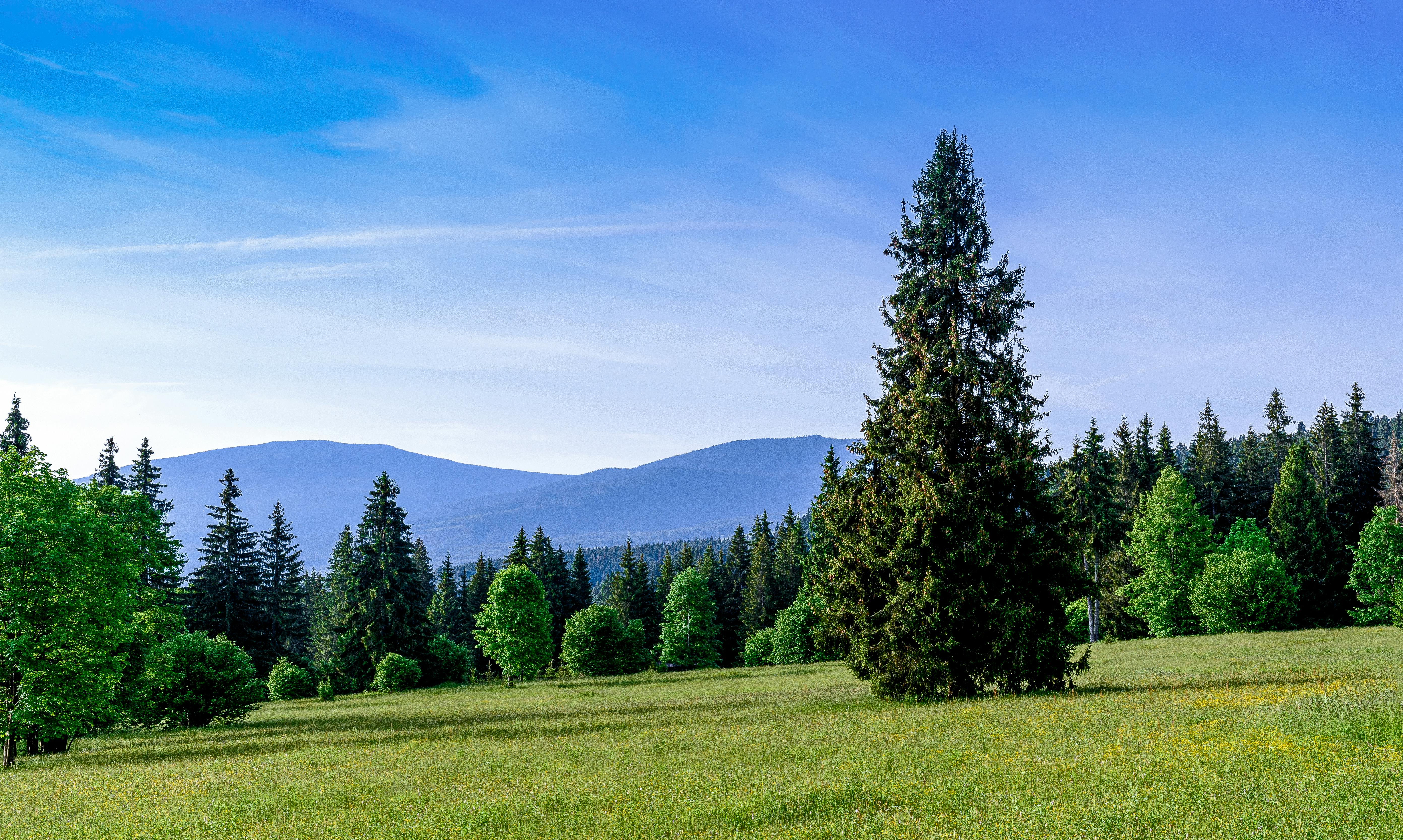 Arboles · Foto de stock gratuita