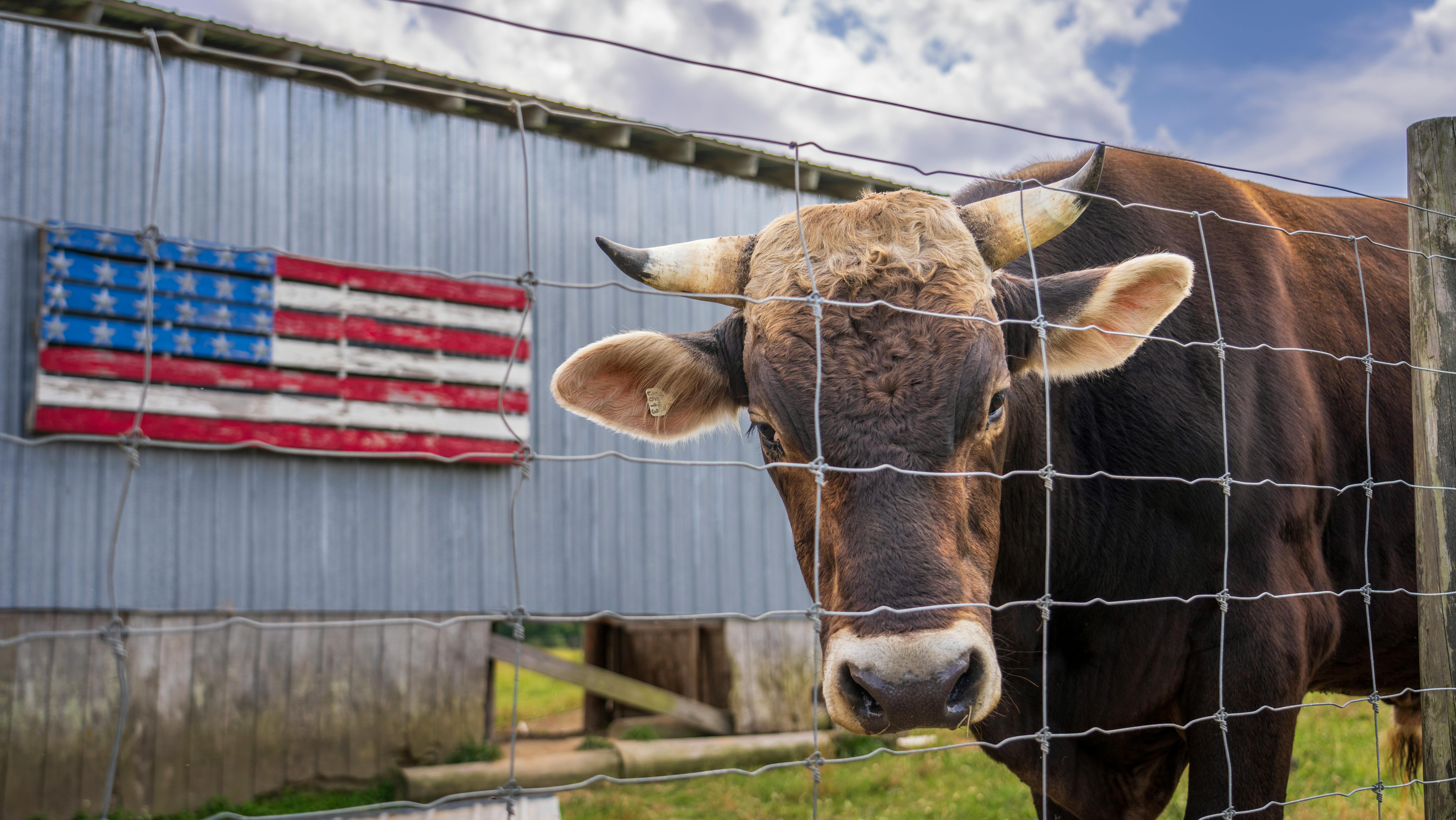 Cow Behind Fence on Farm in USA · Free Stock Photo