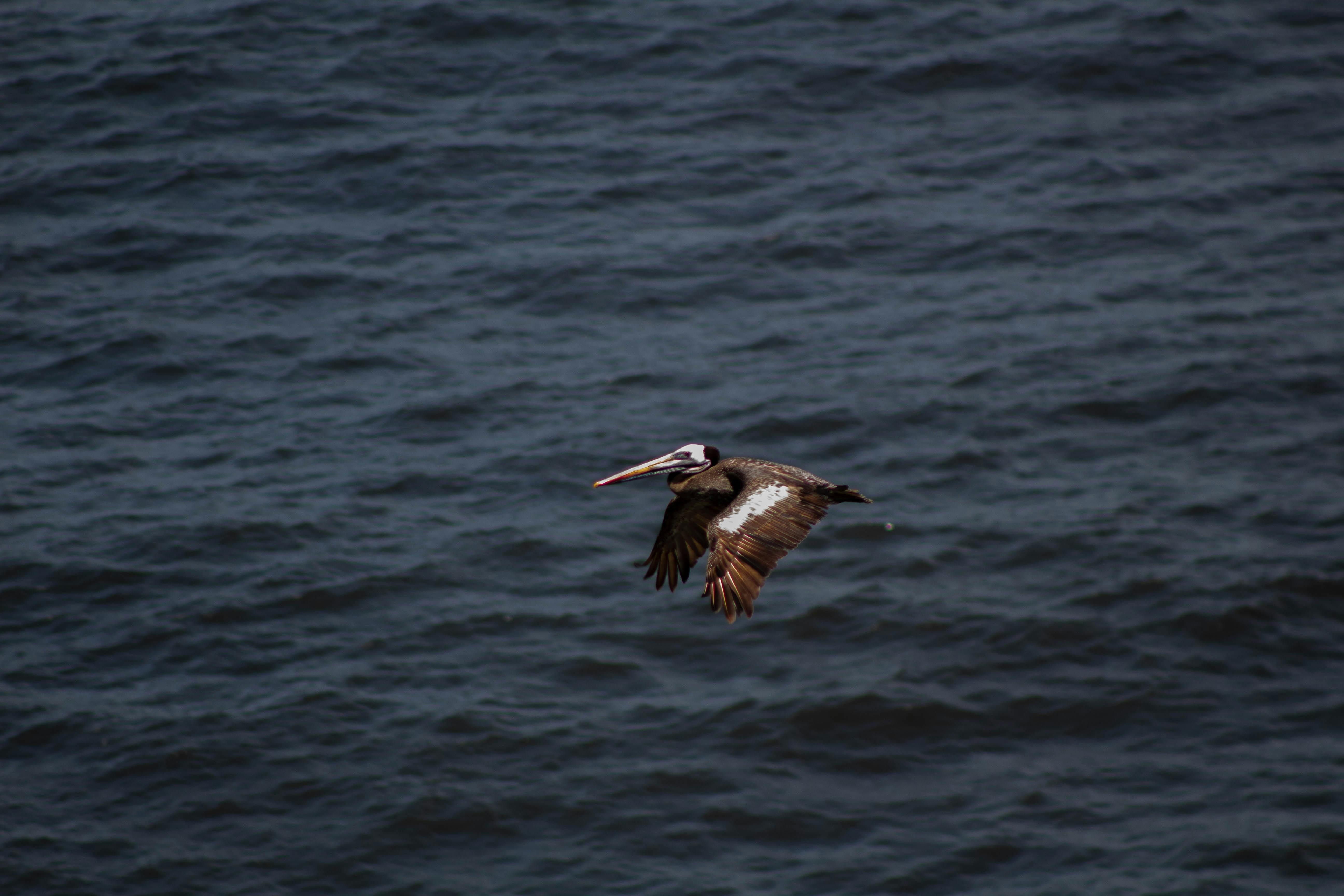 Pelican Eating Photos, Download The BEST Free Pelican Eating Stock ...