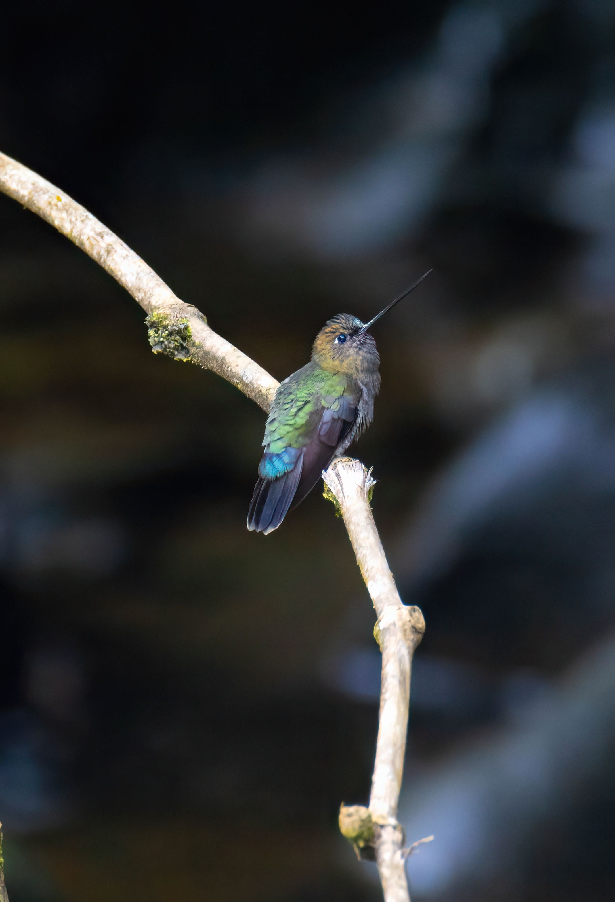 Foto de stock gratuita sobre biodiversity, birds, colombia, colombian ...