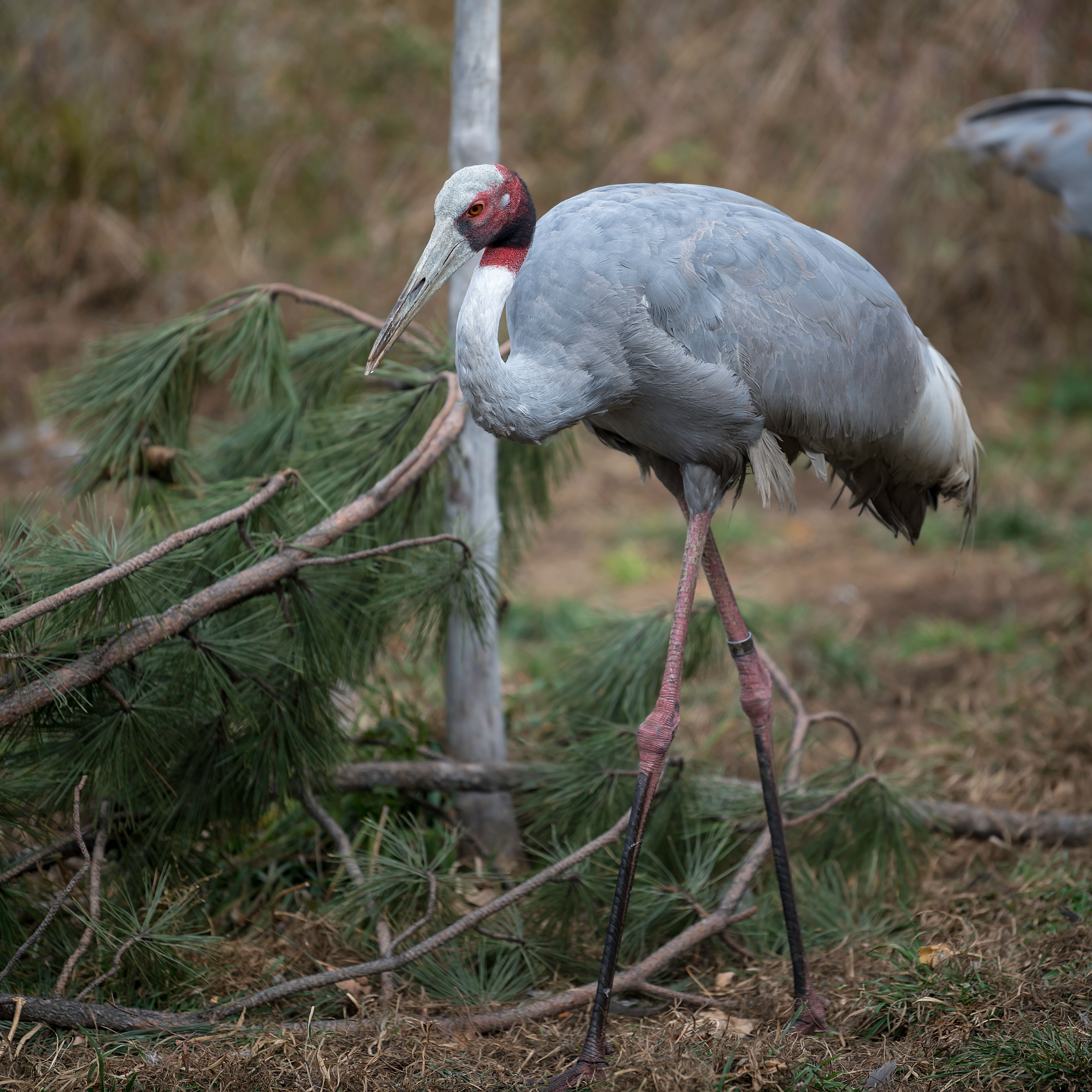 A Sarus Crane on a Grass Field · Free Stock Photo