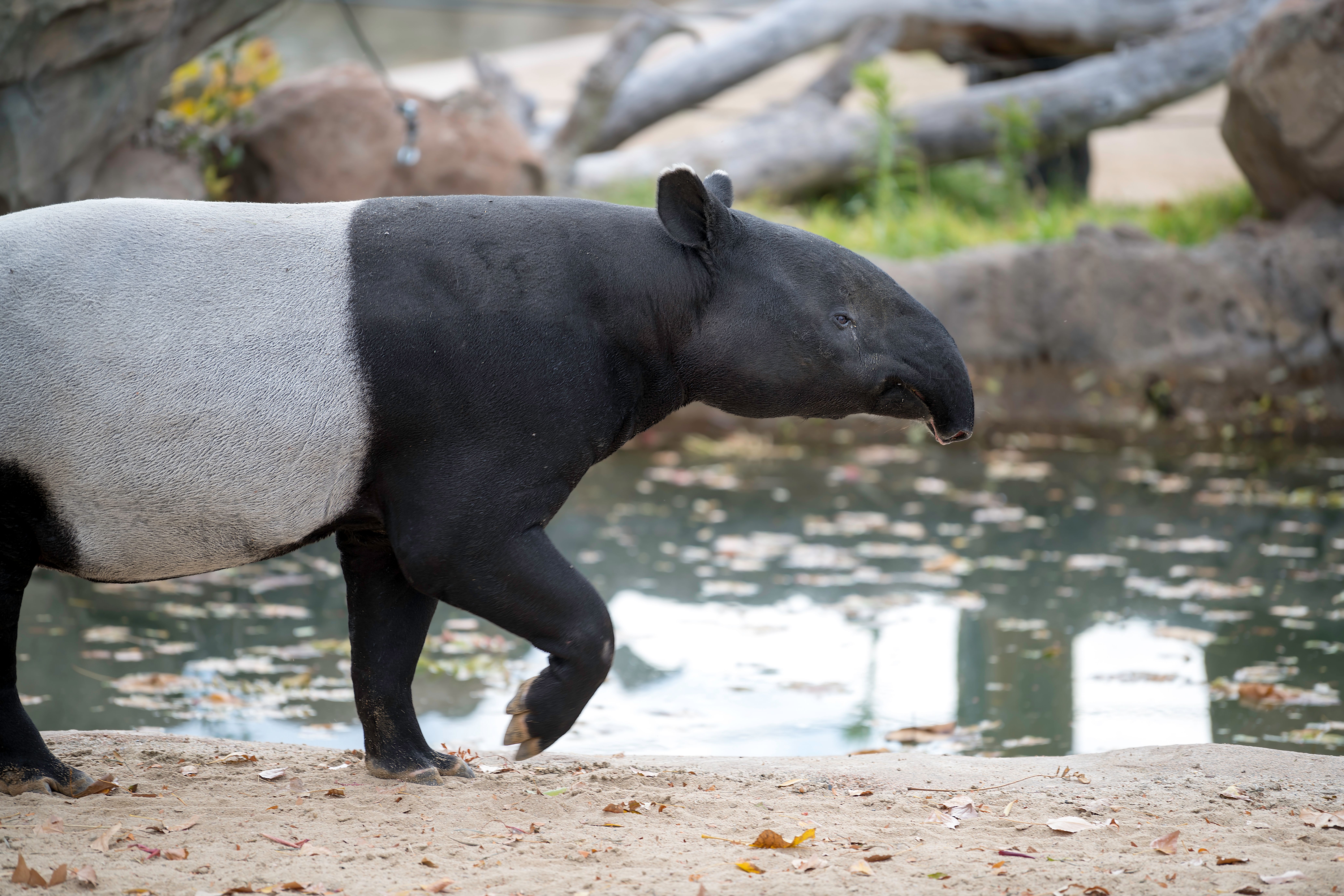 Close-up of a Malayan Tapir · Free Stock Photo