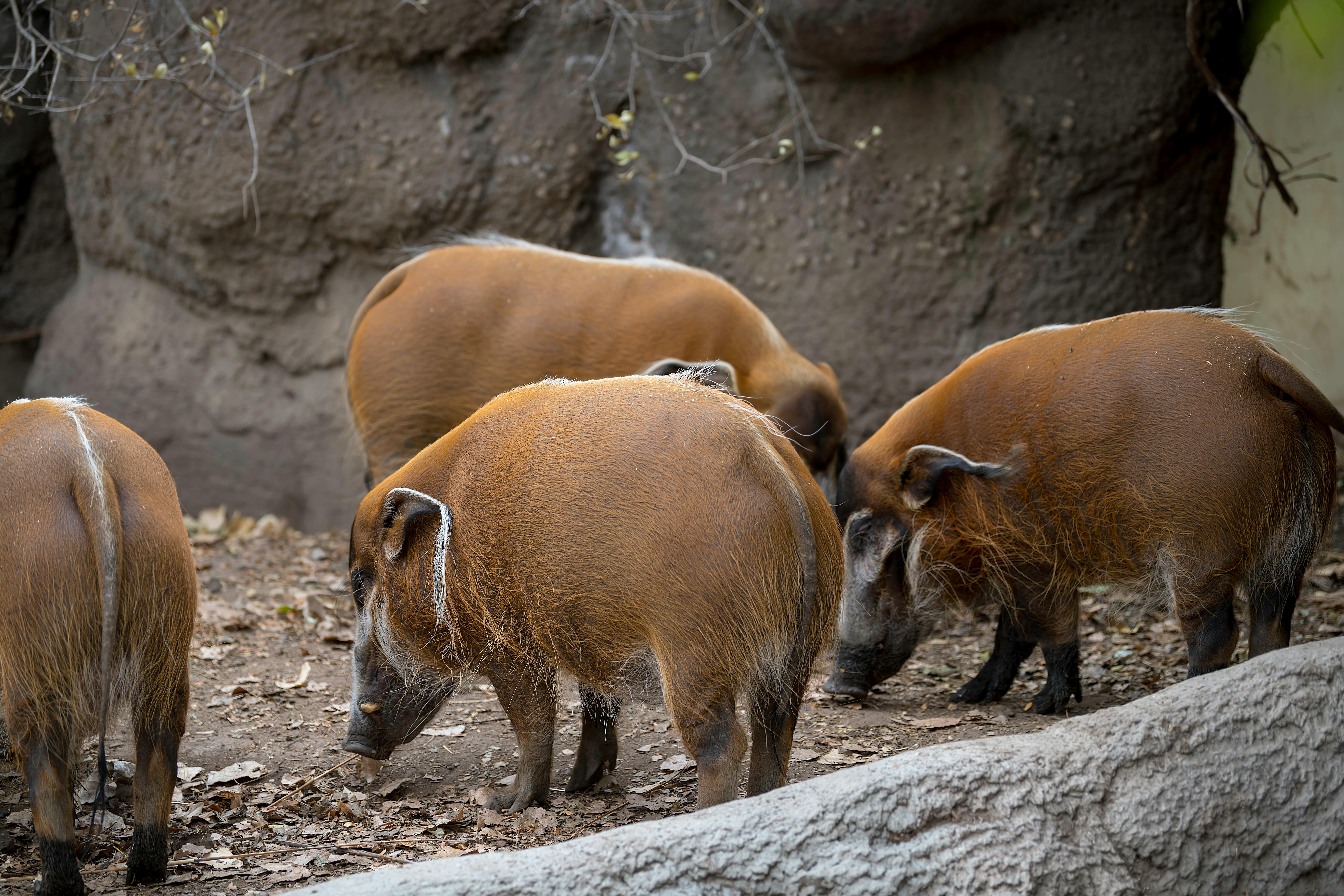 An Herd of Red River Hogs at the Zoo · Free Stock Photo