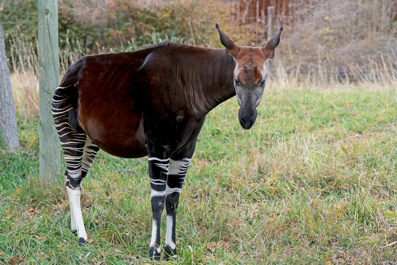 Okapi Photos, Download The BEST Free Okapi Stock Photos & HD Images