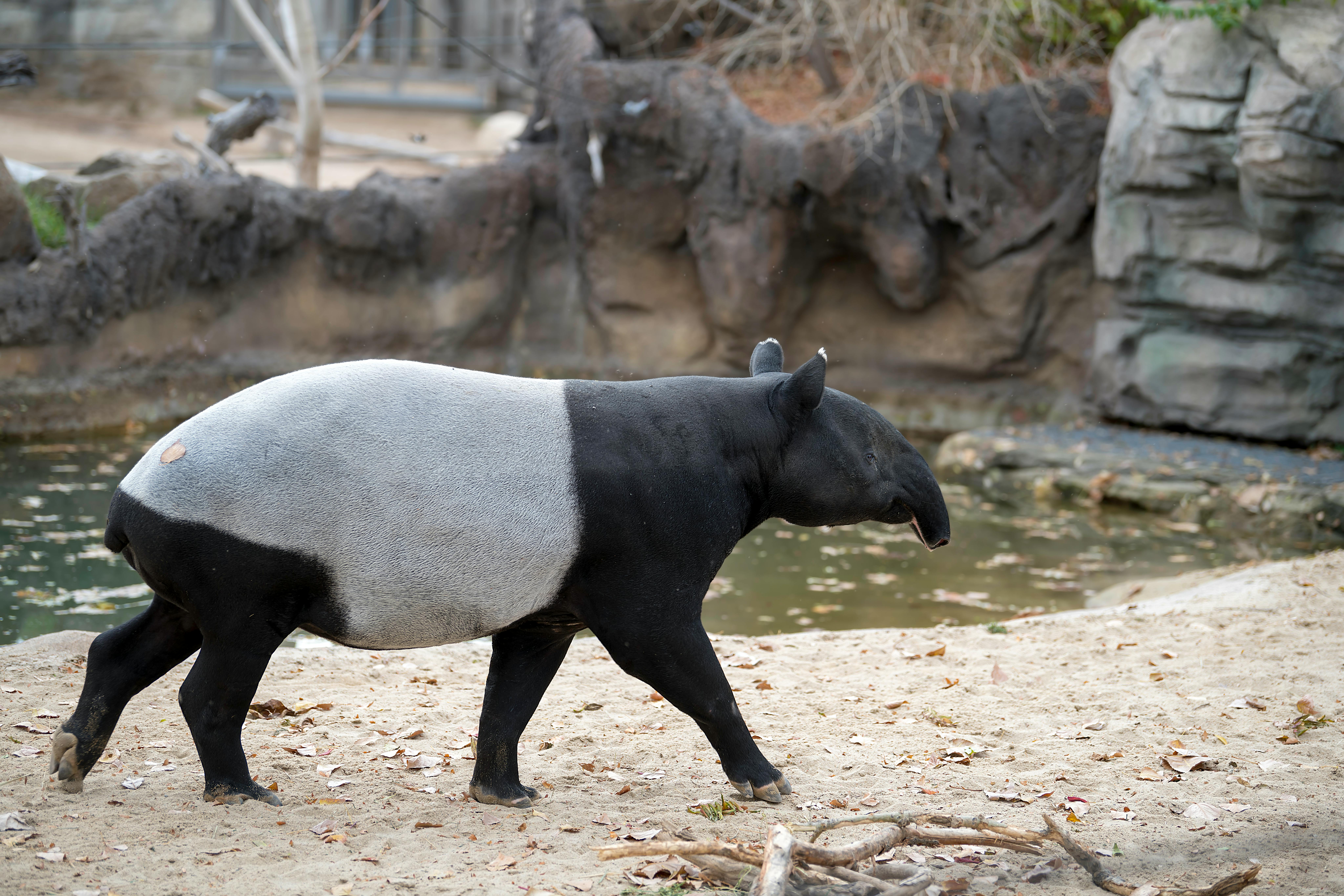 Close-up of a Malayan Tapir · Free Stock Photo