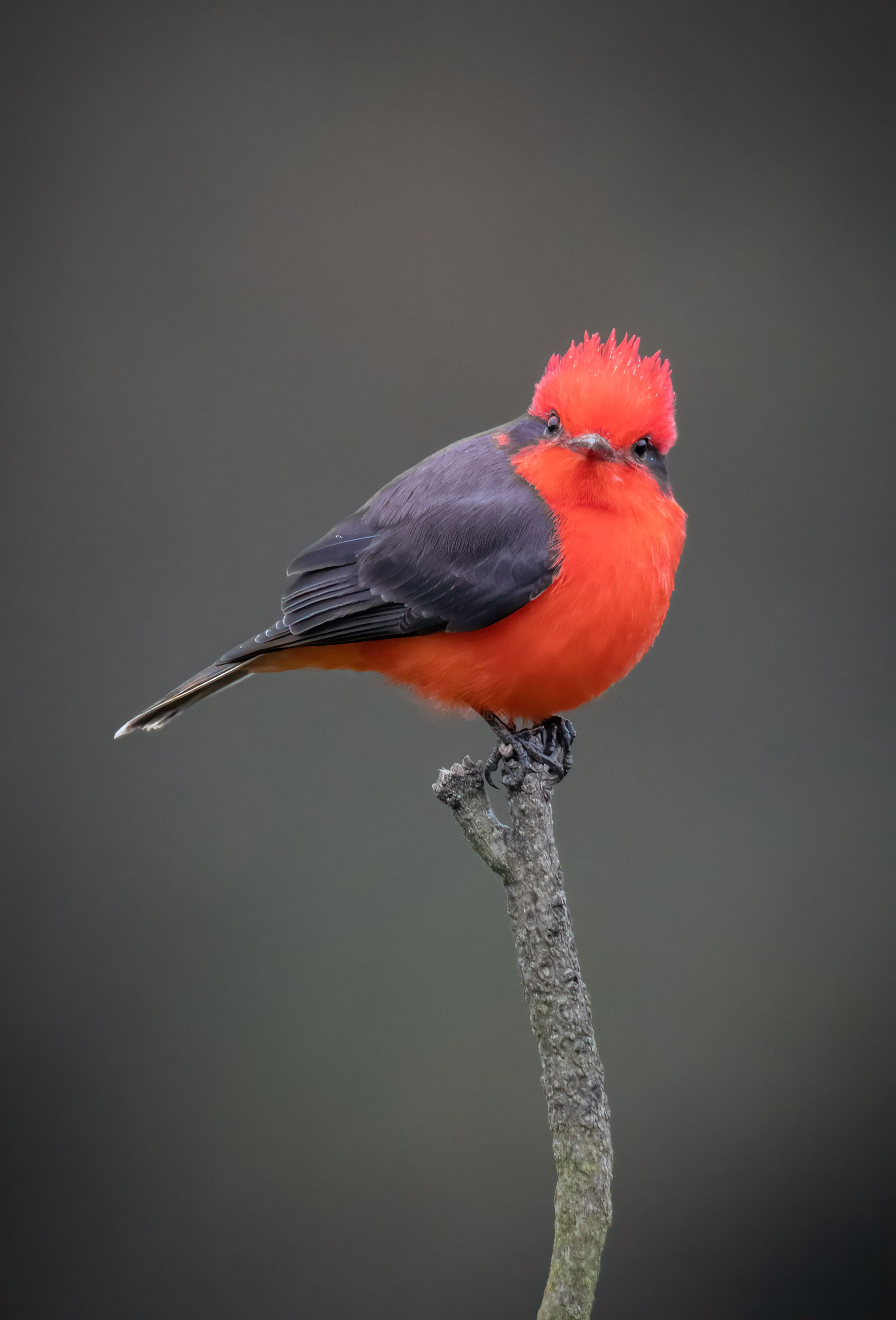 Vermilion Flycatcher Photos, Download The BEST Free Vermilion ...