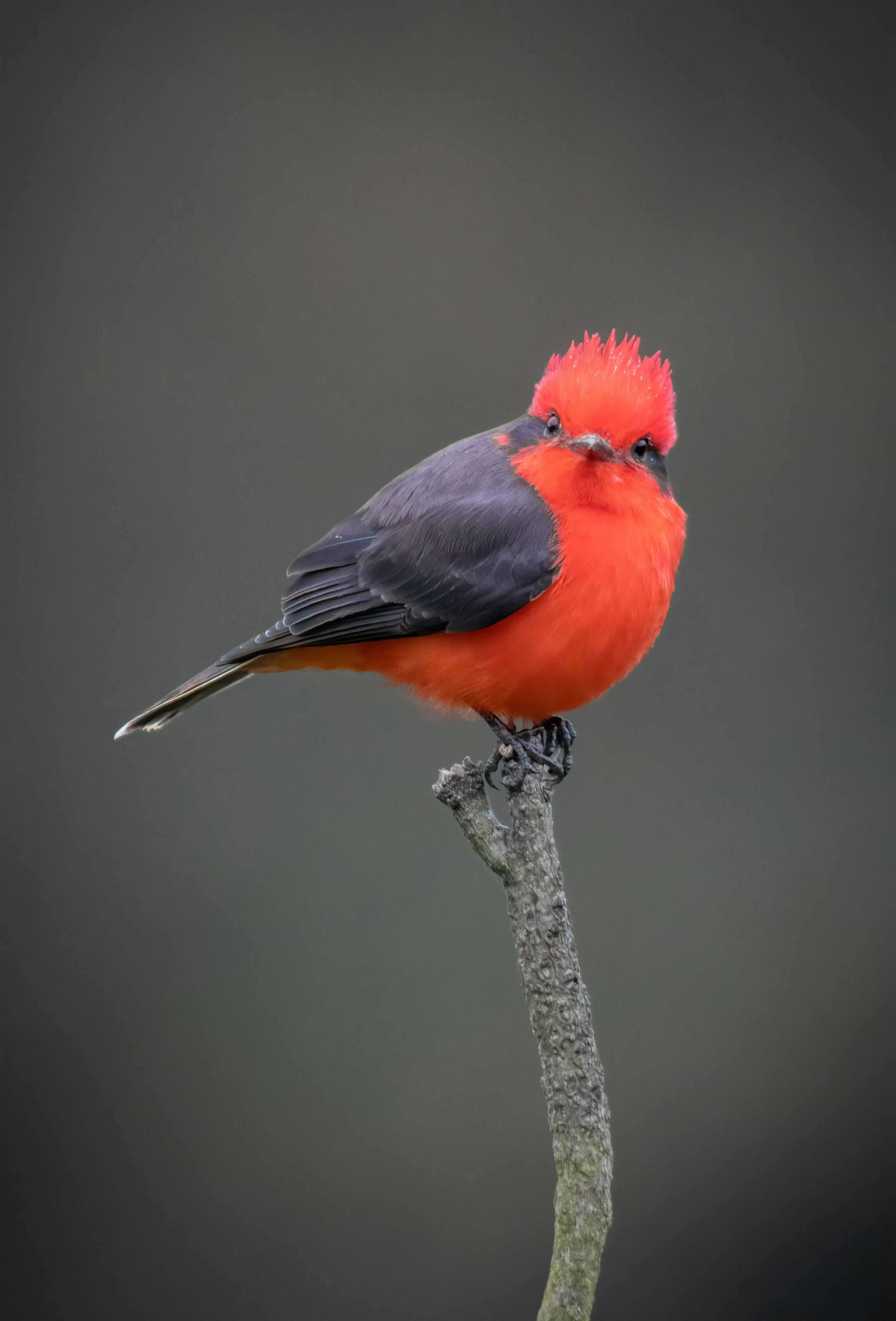 Red Bird Photos, Download The BEST Free Red Bird Stock Photos & HD Images