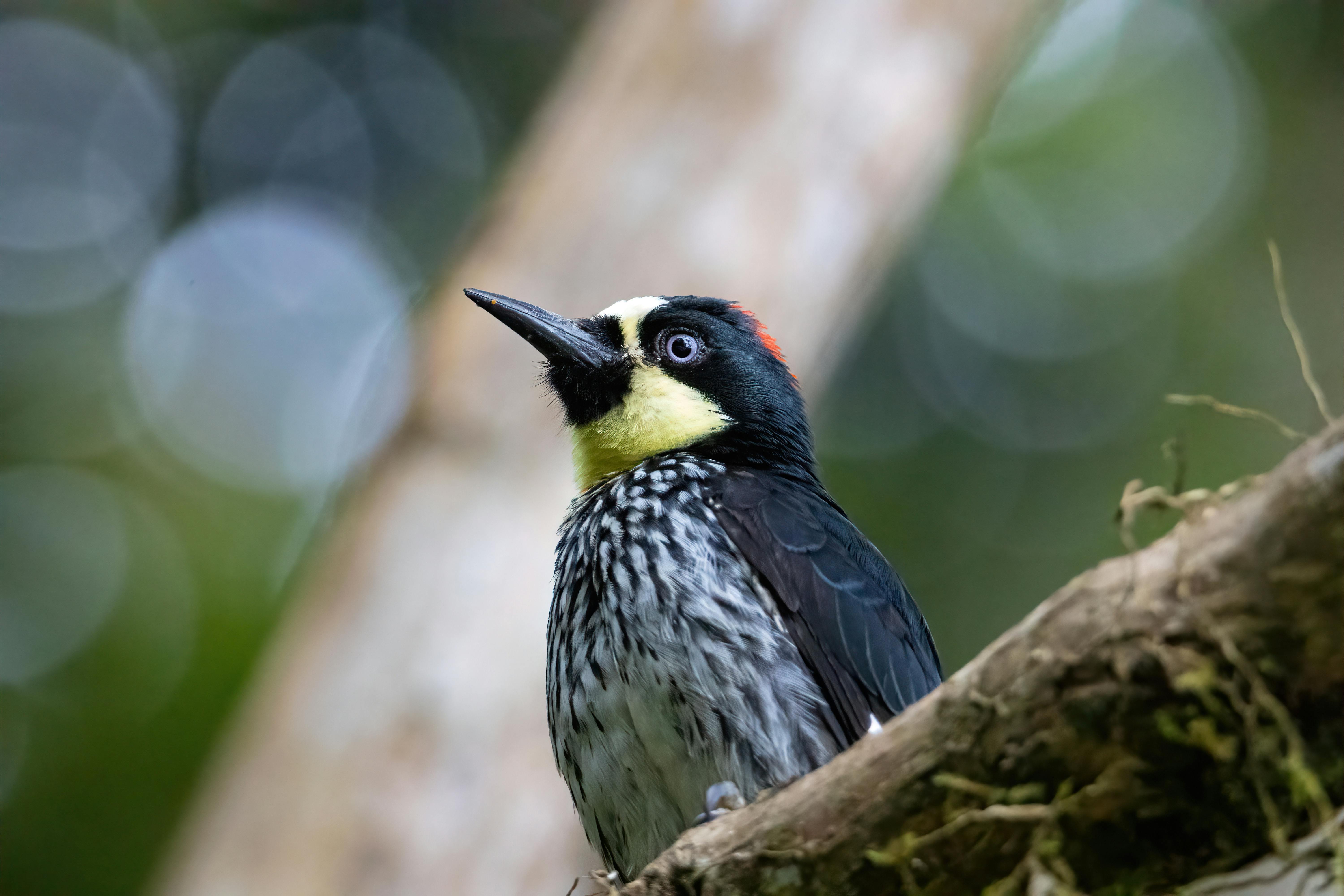 Closeup of a Yellow-Fronted Woodpecker Perching on a Branch · Free ...