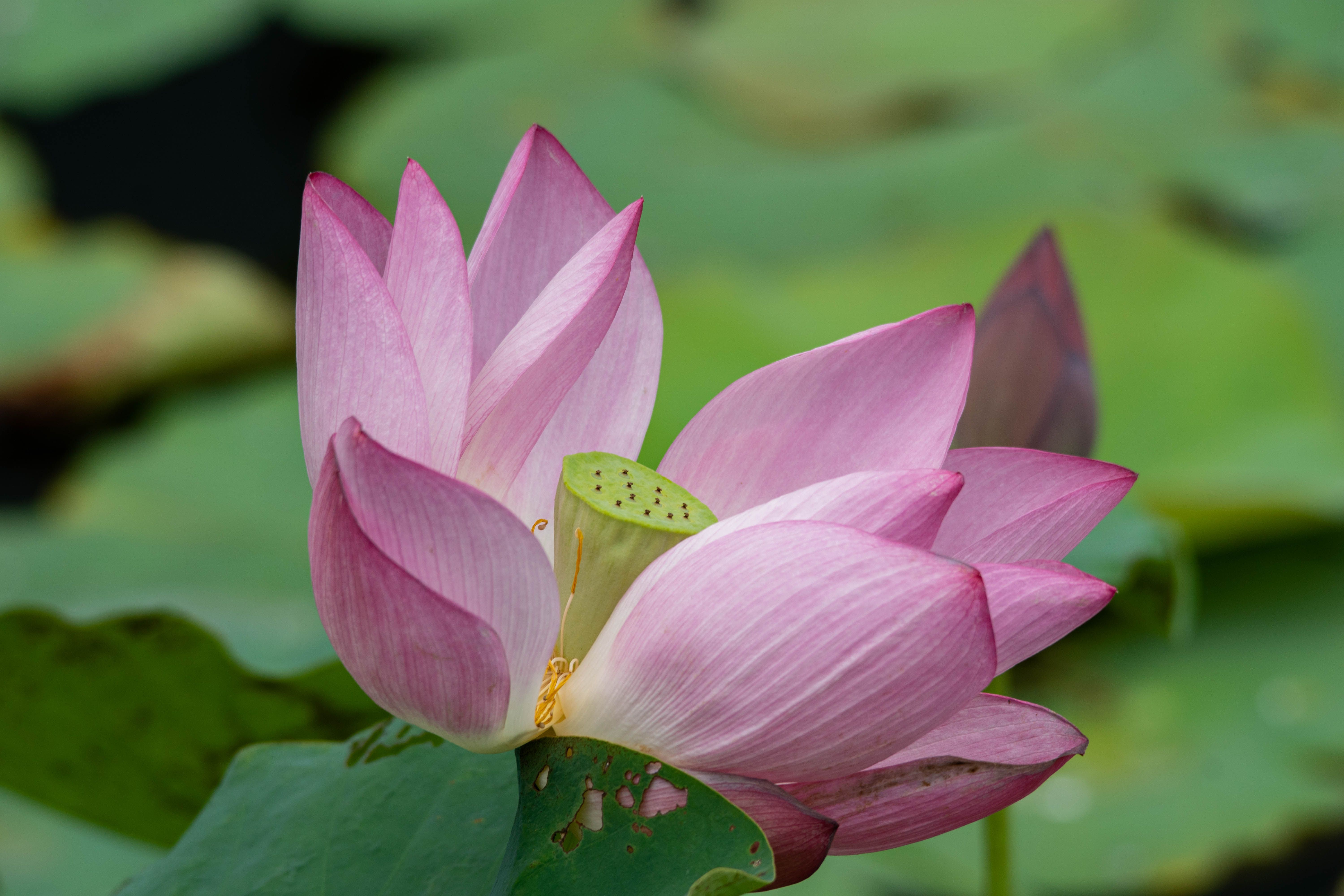Close up of Lotus Flower · Free Stock Photo