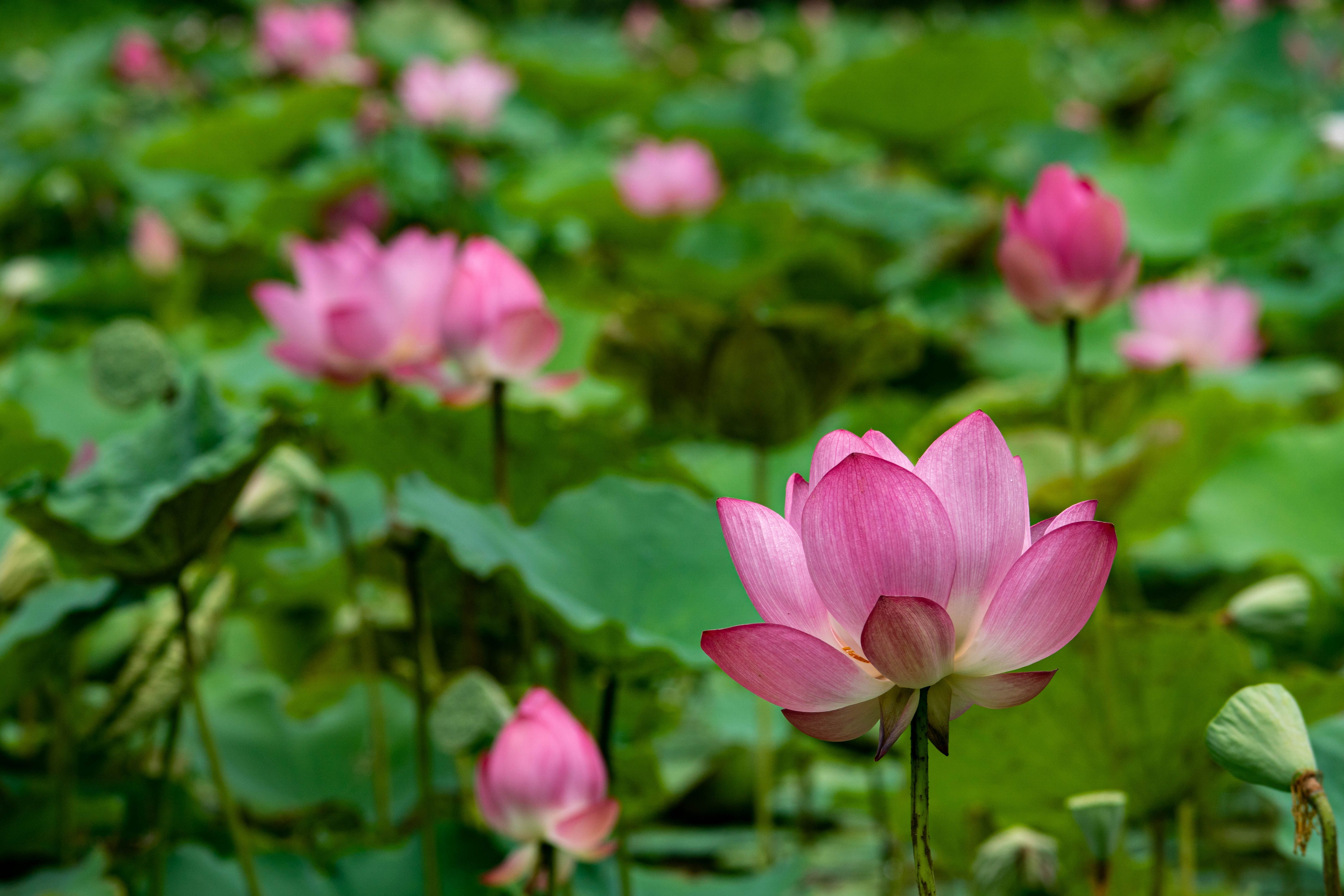 Lotus Flowers in Nature · Free Stock Photo