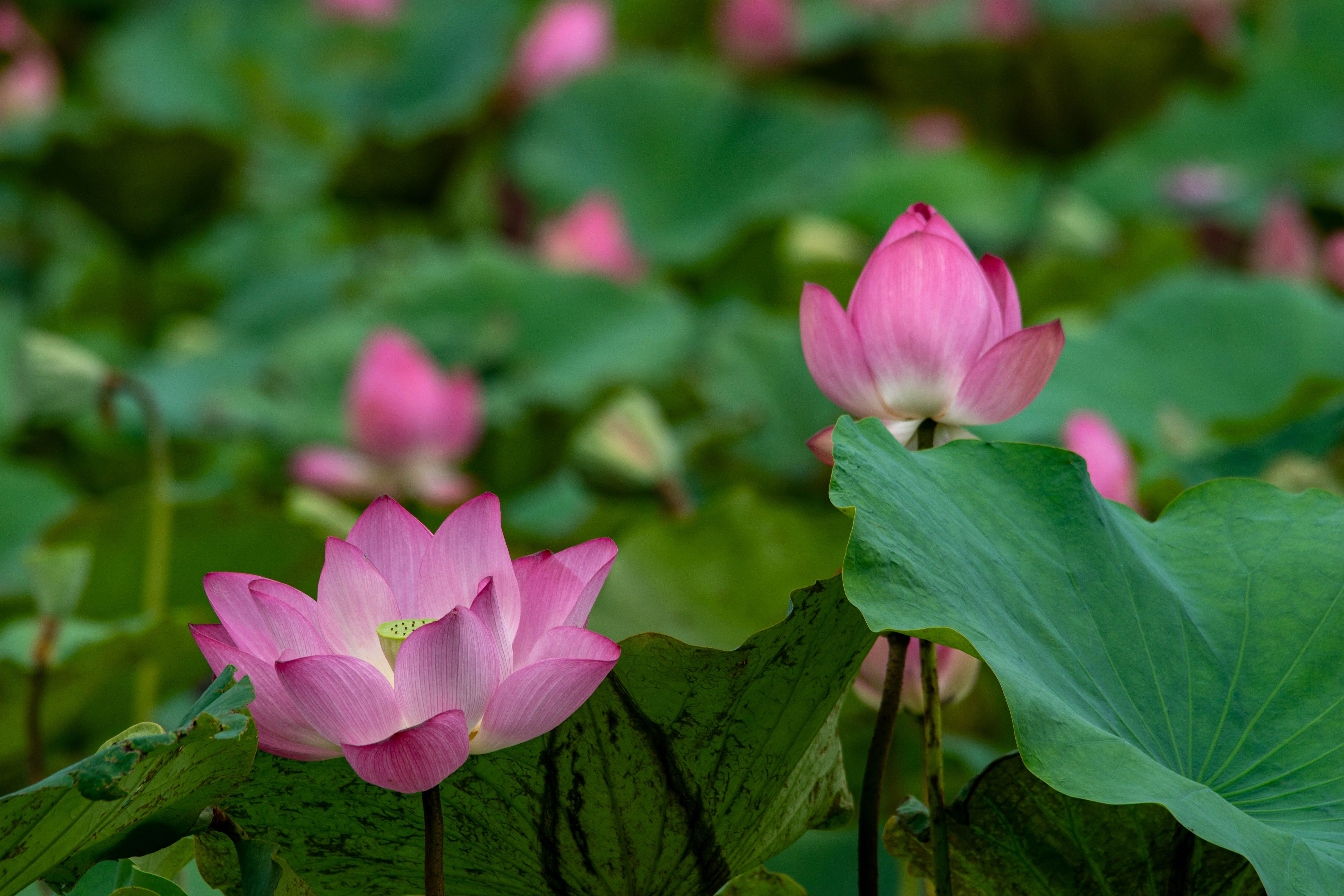 Close up of Lotus Flowers in Nature · Free Stock Photo