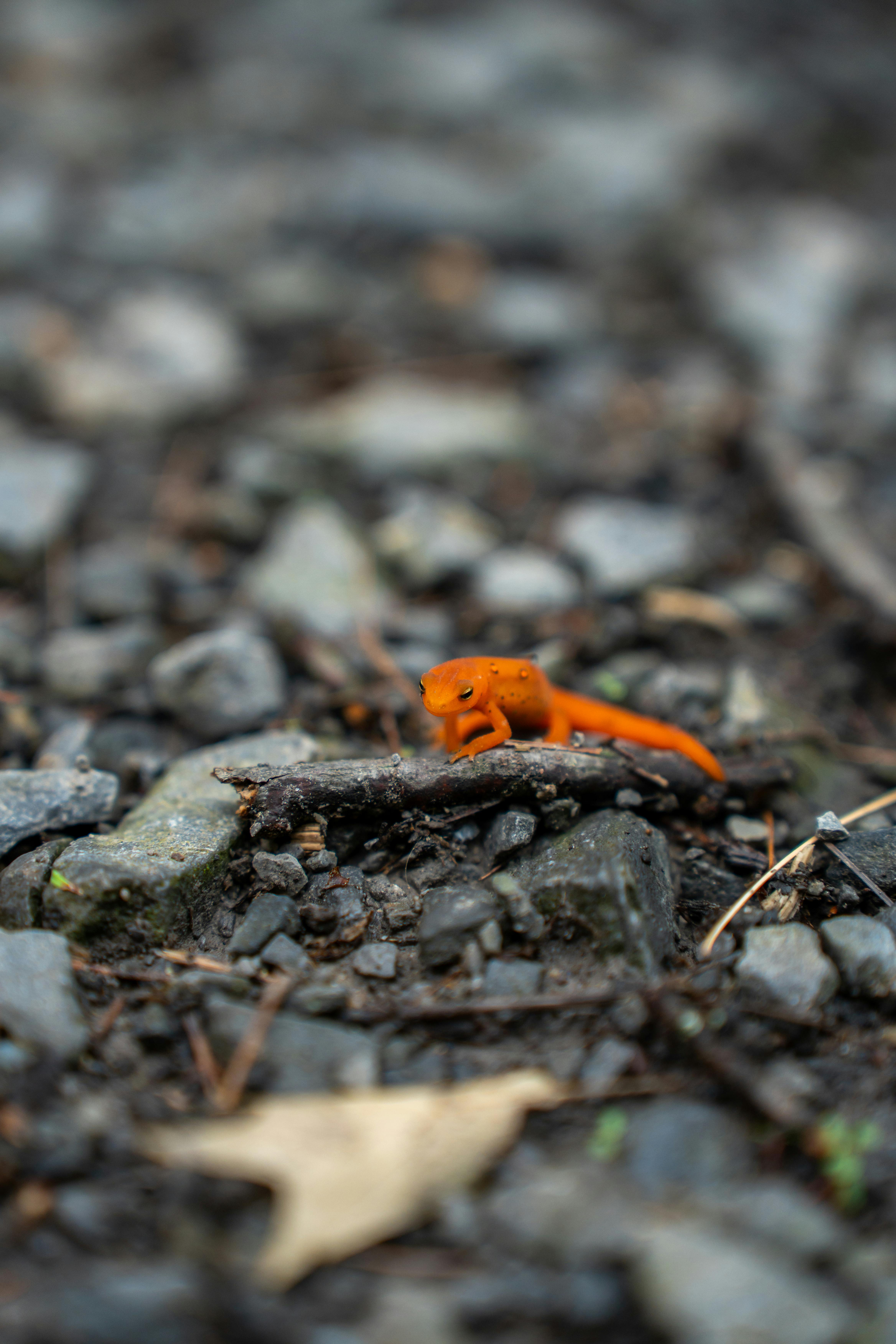Tiny Orange Newt Sitting on a Forest Floor Detritus · Free Stock Photo