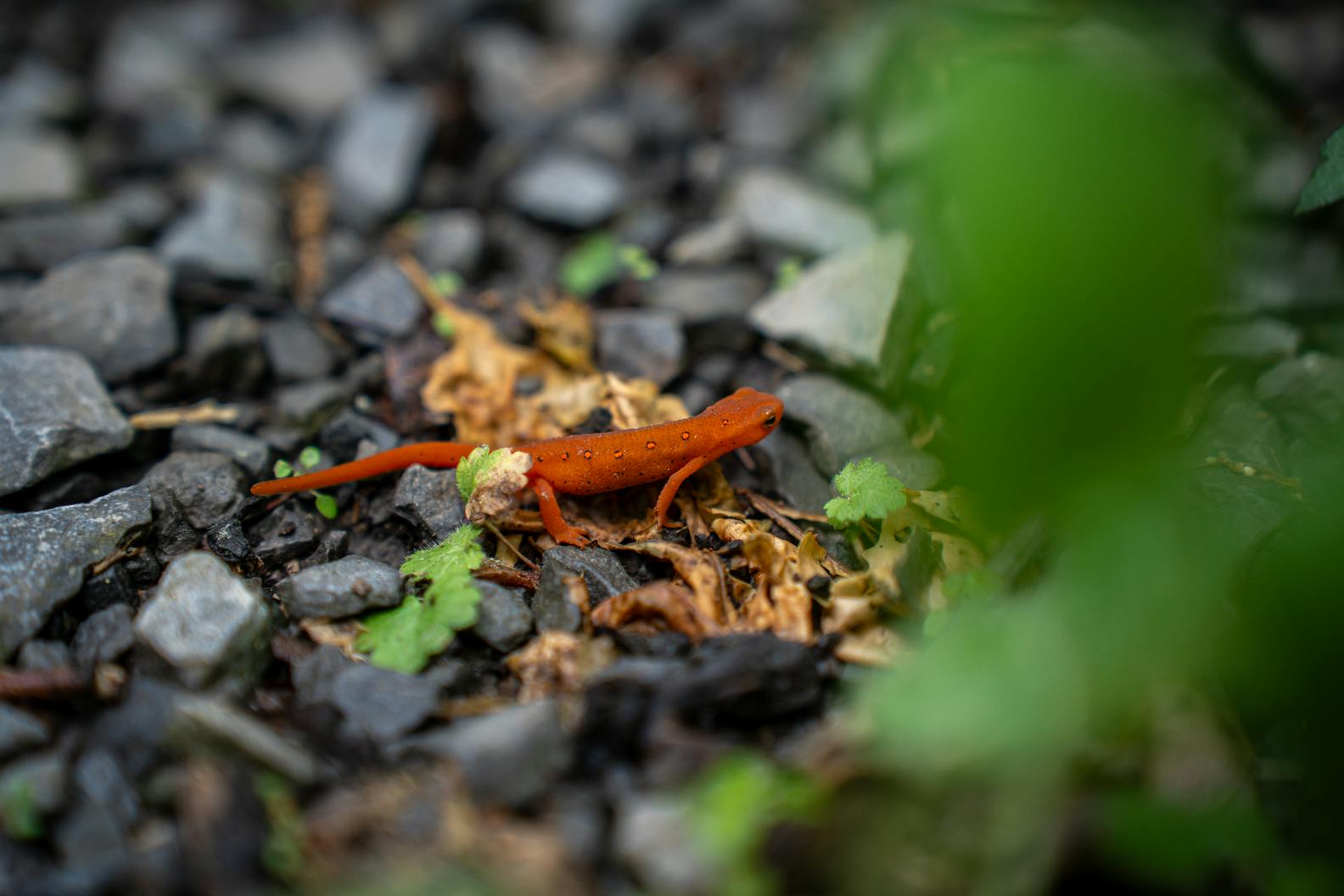 Iberian Ribbed Newt: Facts and Easy Care Guide