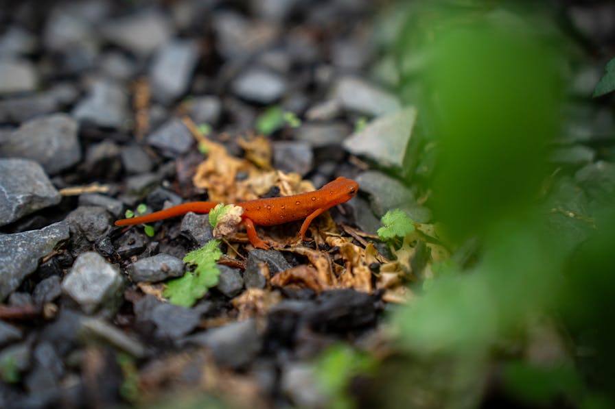 Spanish Ribbed Newt Care: Expert Tips for Happy Amphibians