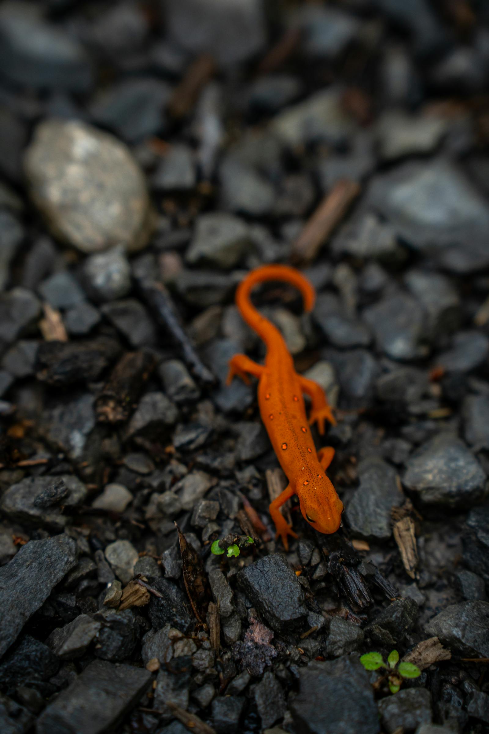 Salamander Photos, Download The BEST Free Salamander Stock Photos & HD ...