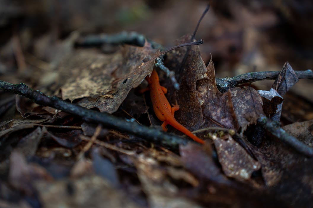 Salamander Mythology: Ancient Origins & Secrets