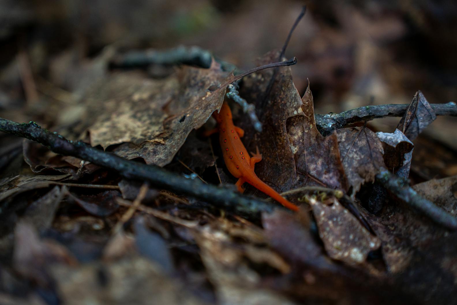 Salamander Mythology: Ancient Origins & Secrets