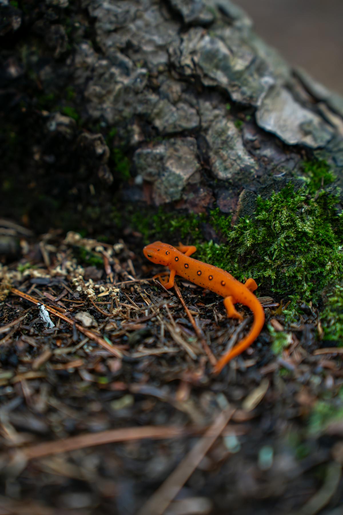 Eastern Newt Photos, Download The BEST Free Eastern Newt Stock Photos ...