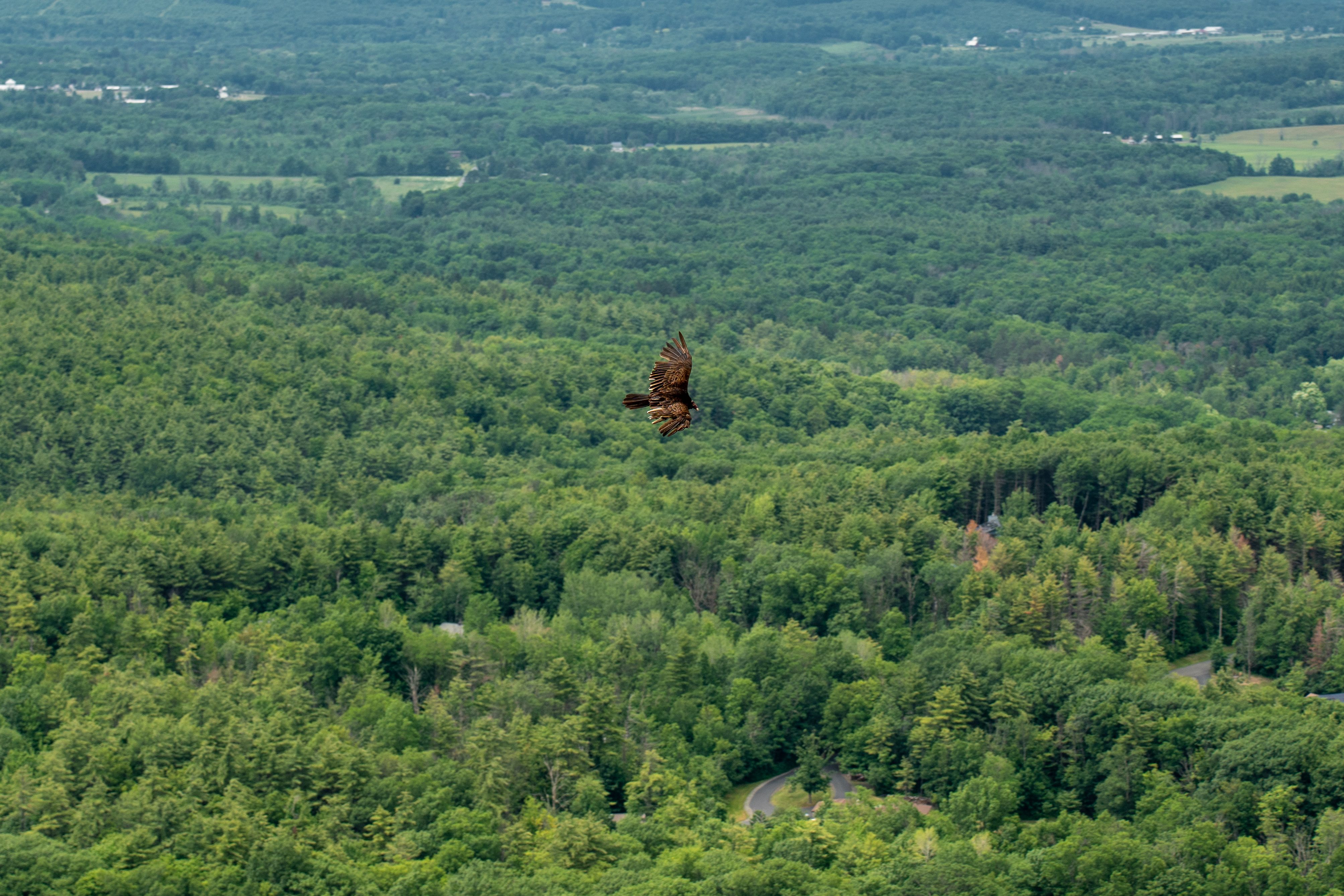 Hawk Mountain Photos, Download The BEST Free Hawk Mountain Stock Photos ...