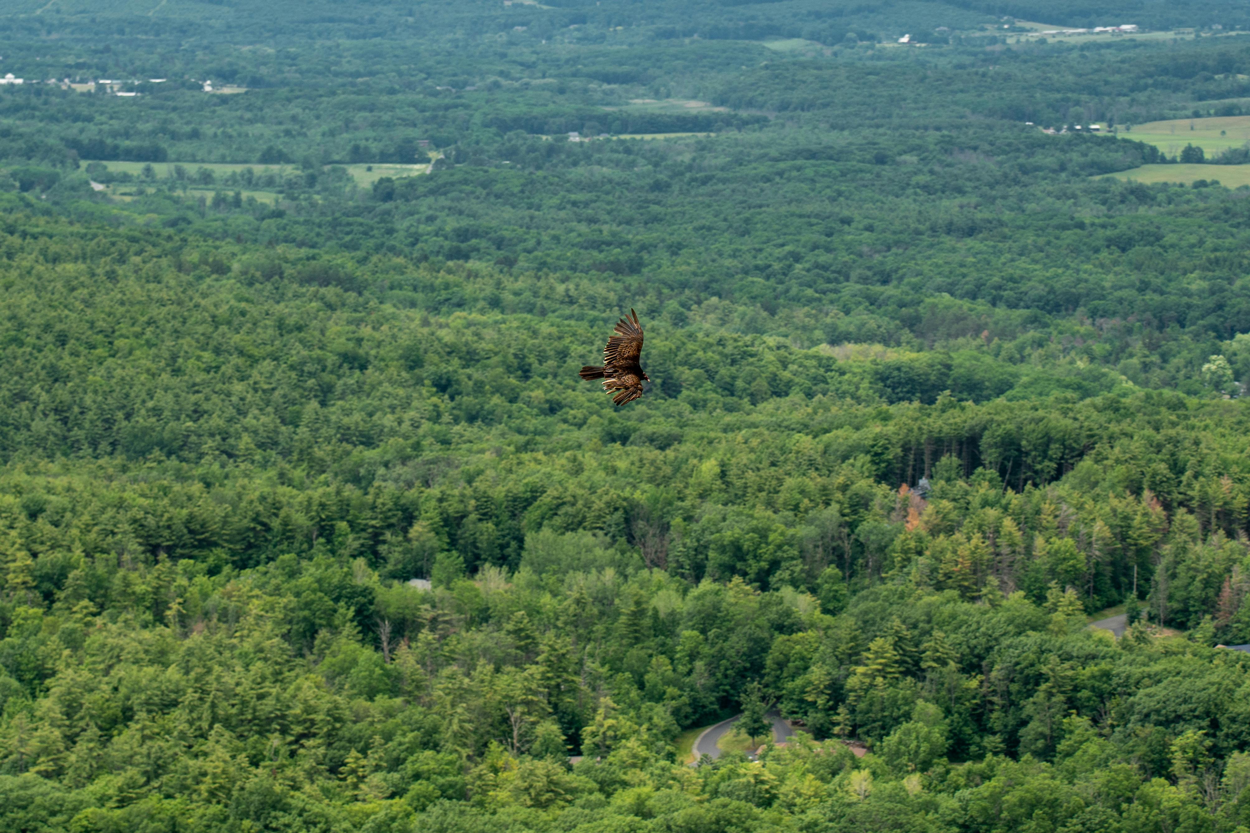 Hawk Flying over Forest in a Valley · Free Stock Photo