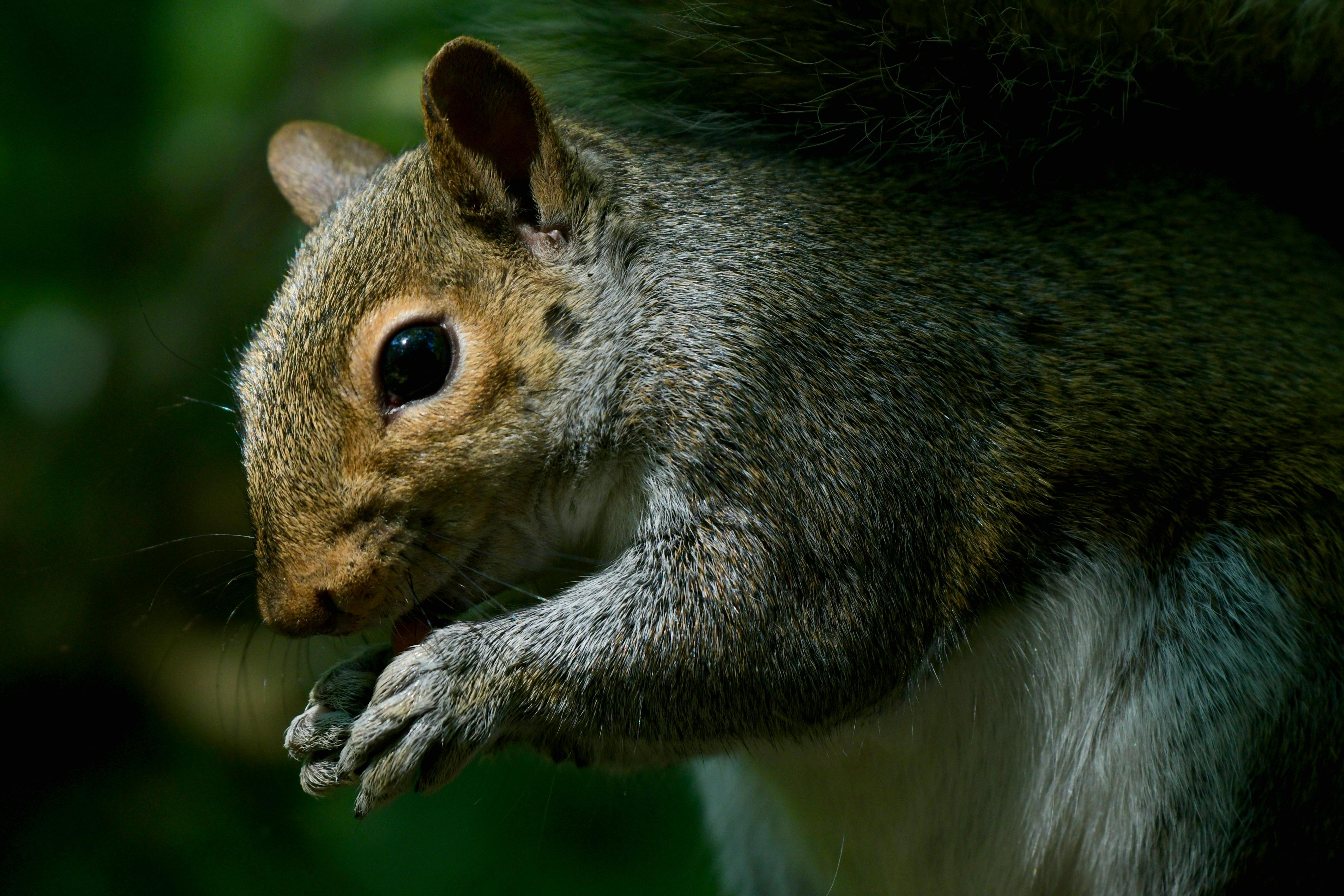 Sipunculus Photos, Download The BEST Free Sipunculus Stock Photos & HD ...