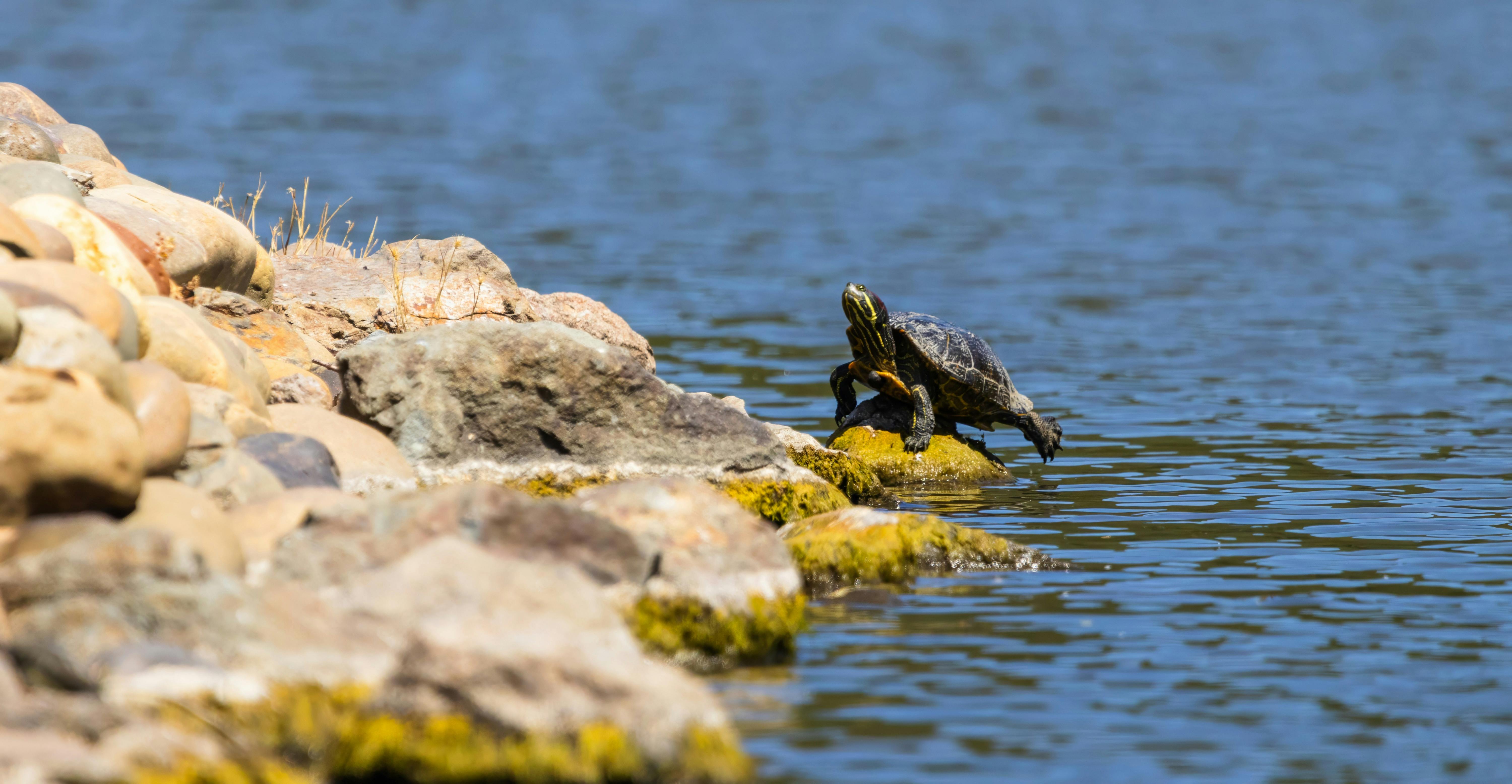 Scorpio at Beach · Free Stock Photo