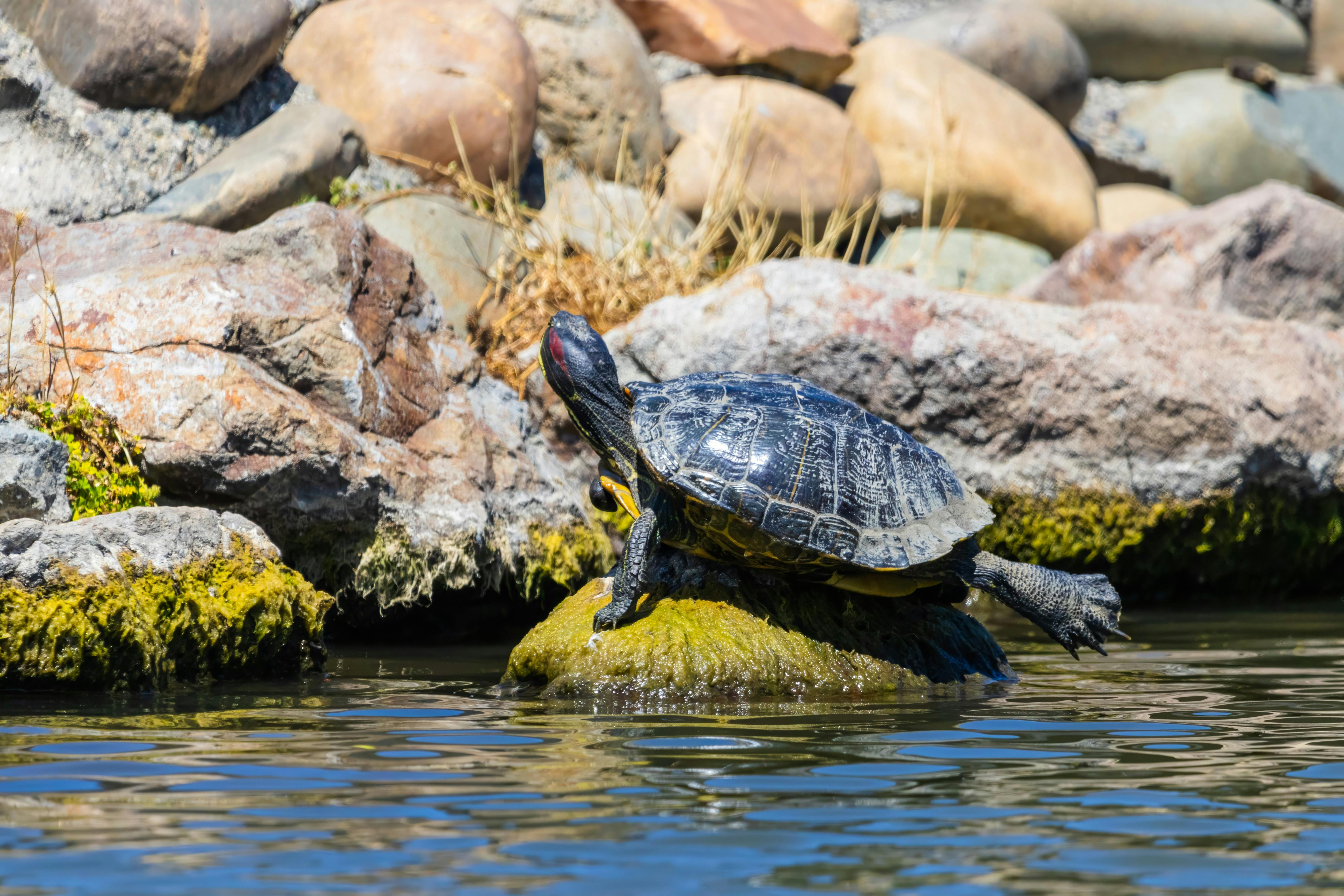 Turtle on a Rocky Beach · Free Stock Photo