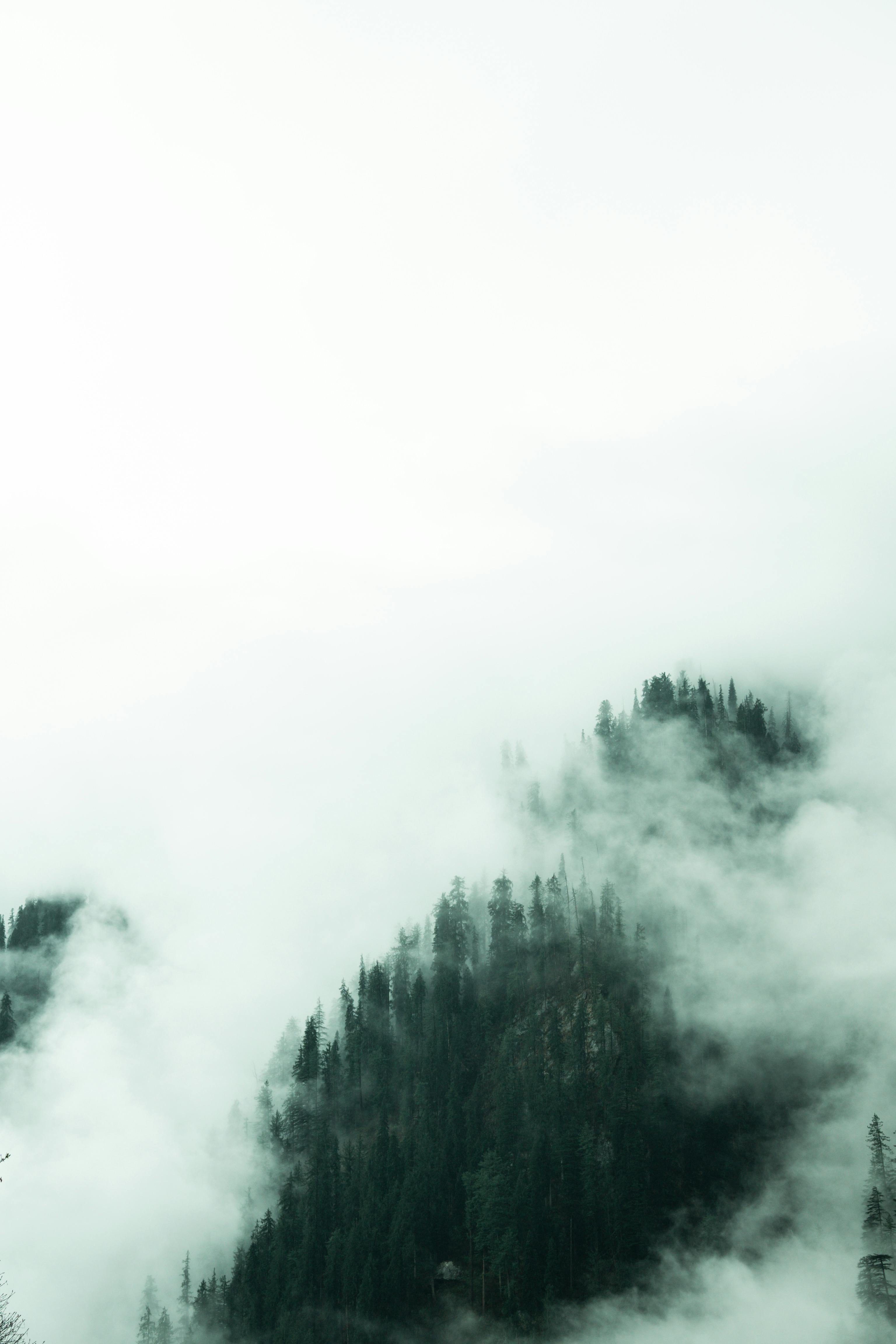 Fog In Forest Photos, Download The BEST Free Fog In Forest Stock Photos ...