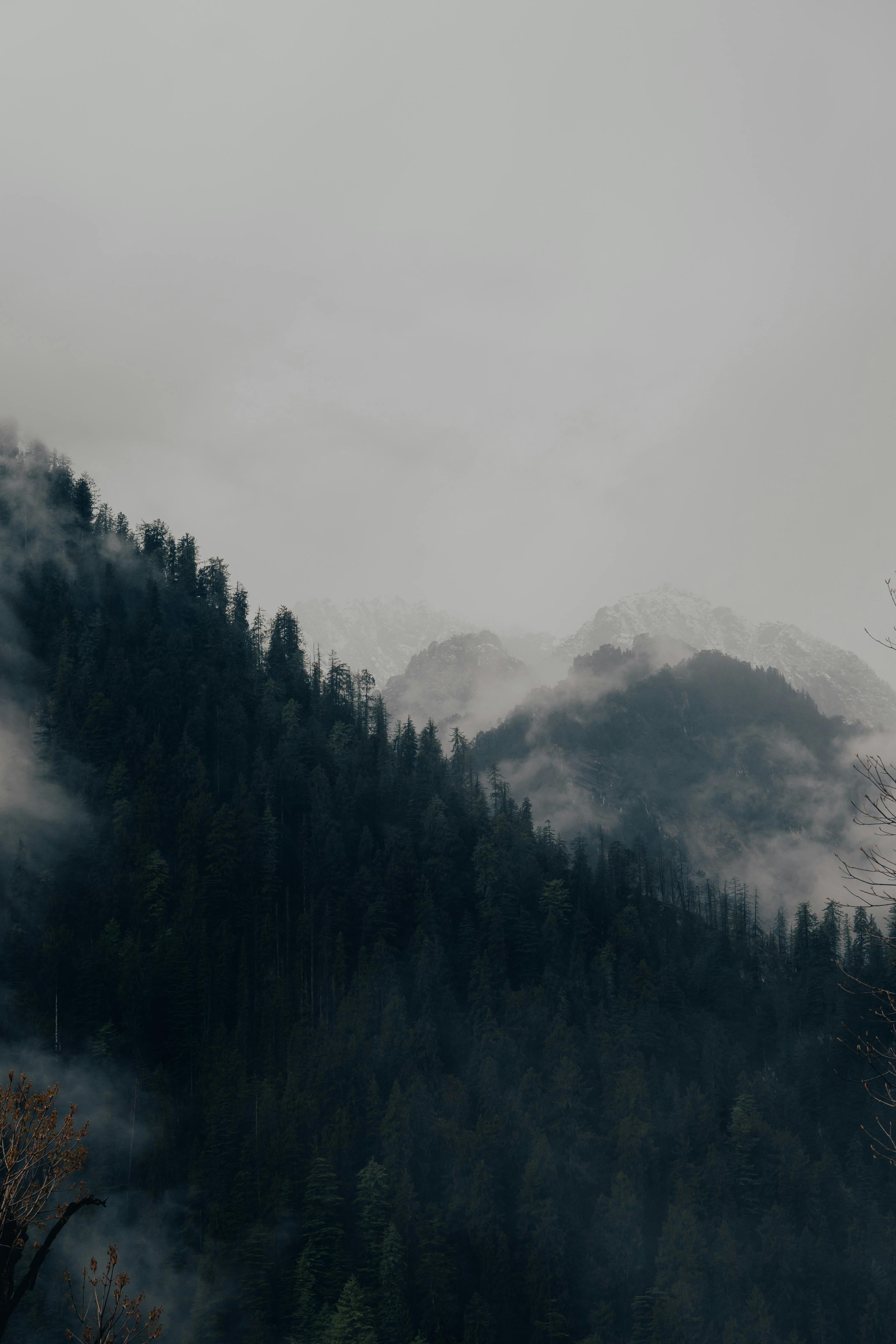 Fog In Forest Photos, Download The BEST Free Fog In Forest Stock Photos ...