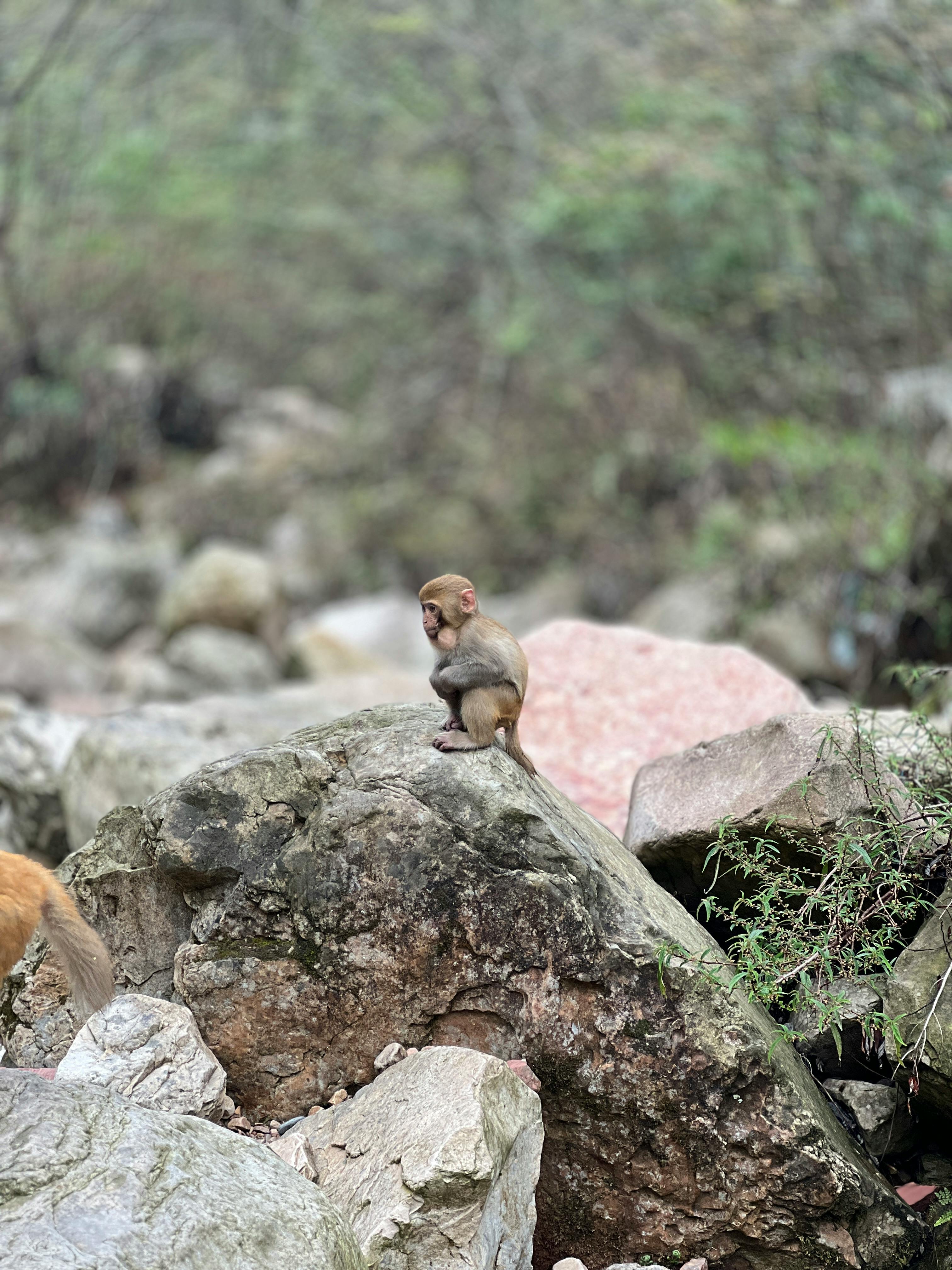 Tiny Monkey Photos, Download The BEST Free Tiny Monkey Stock Photos ...