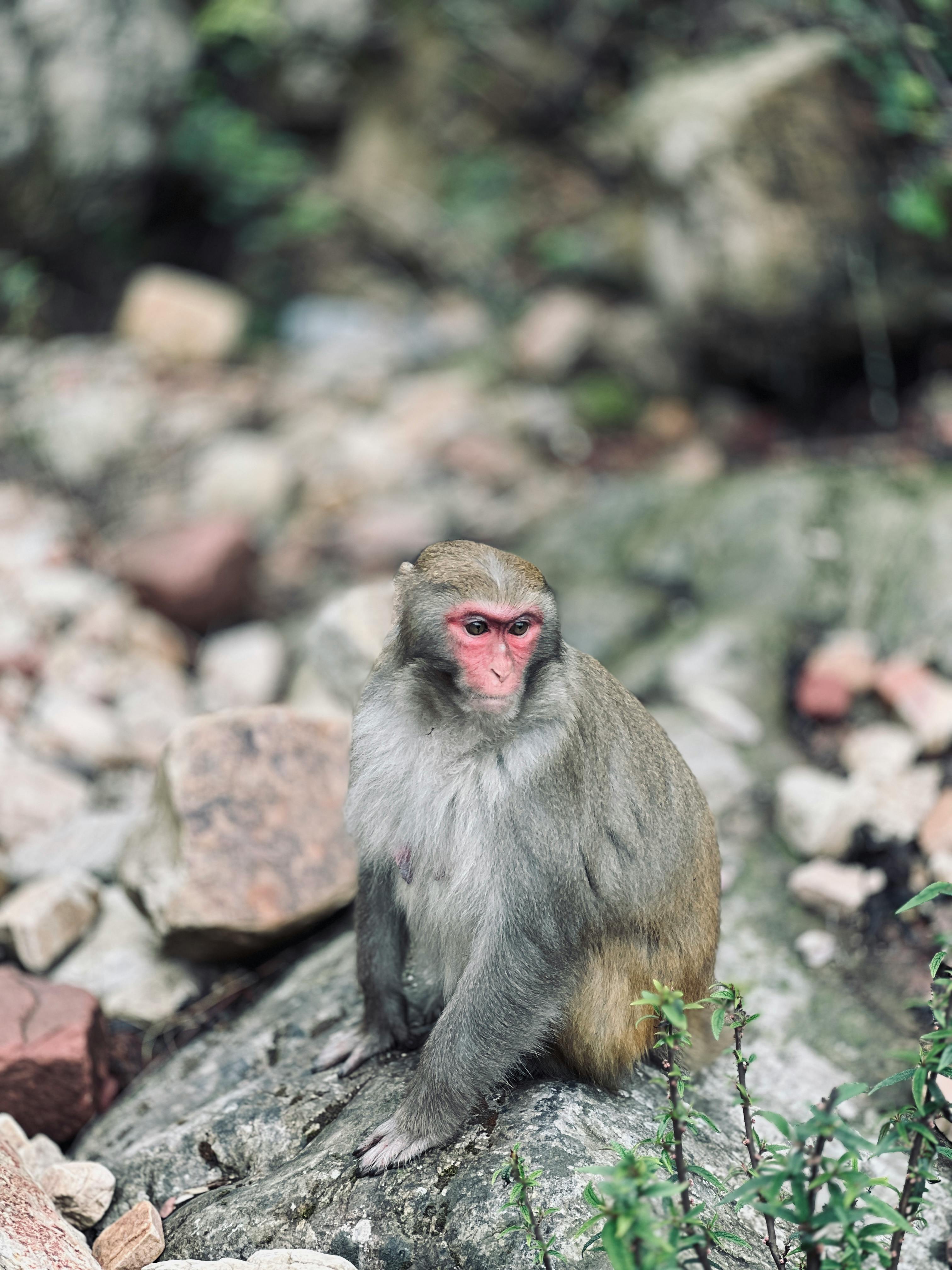 A Monkey Sitting on a Rock · Free Stock Photo