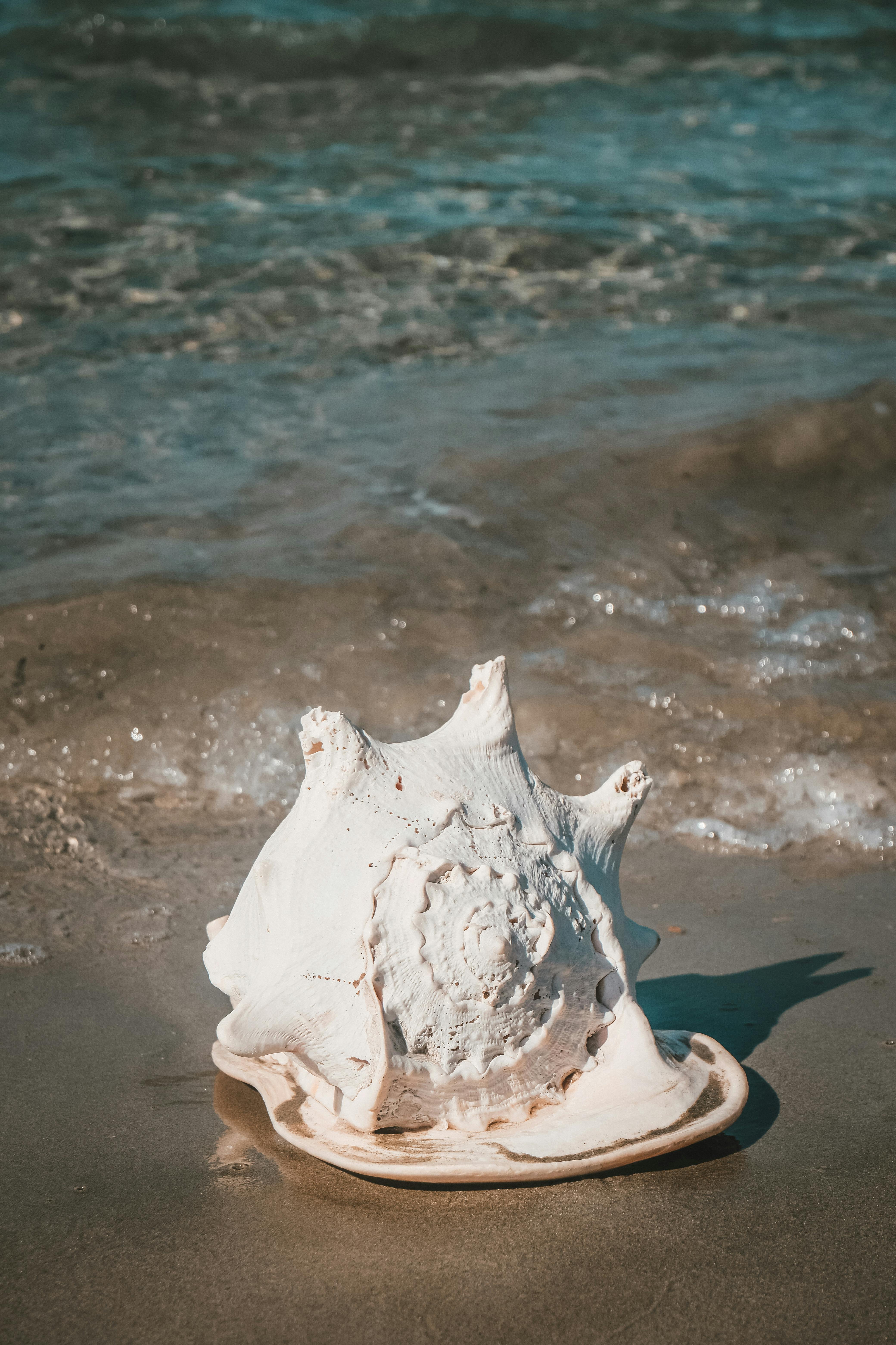 Shells on Beach · Free Stock Photo