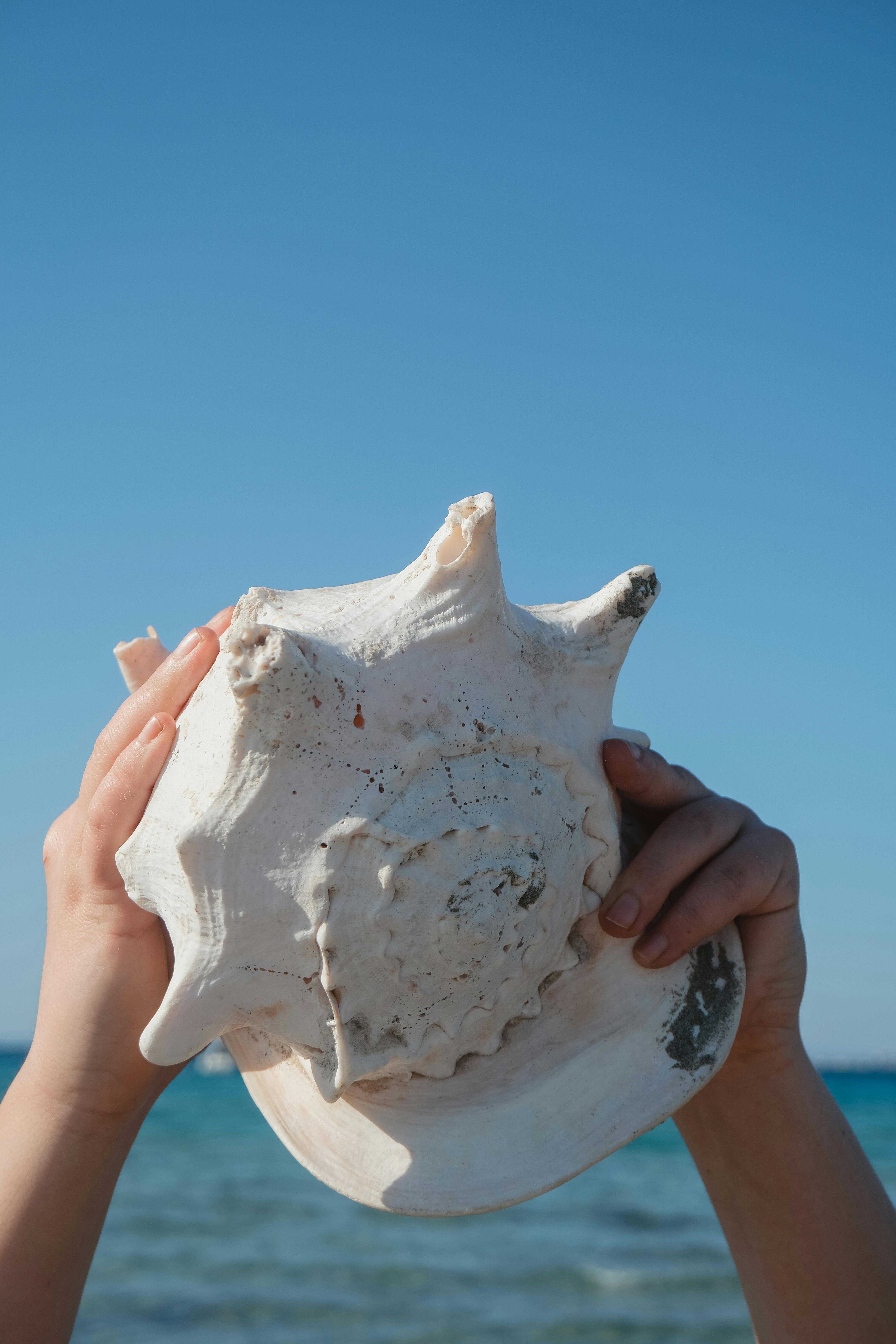 Man Holding a Seashell · Free Stock Photo