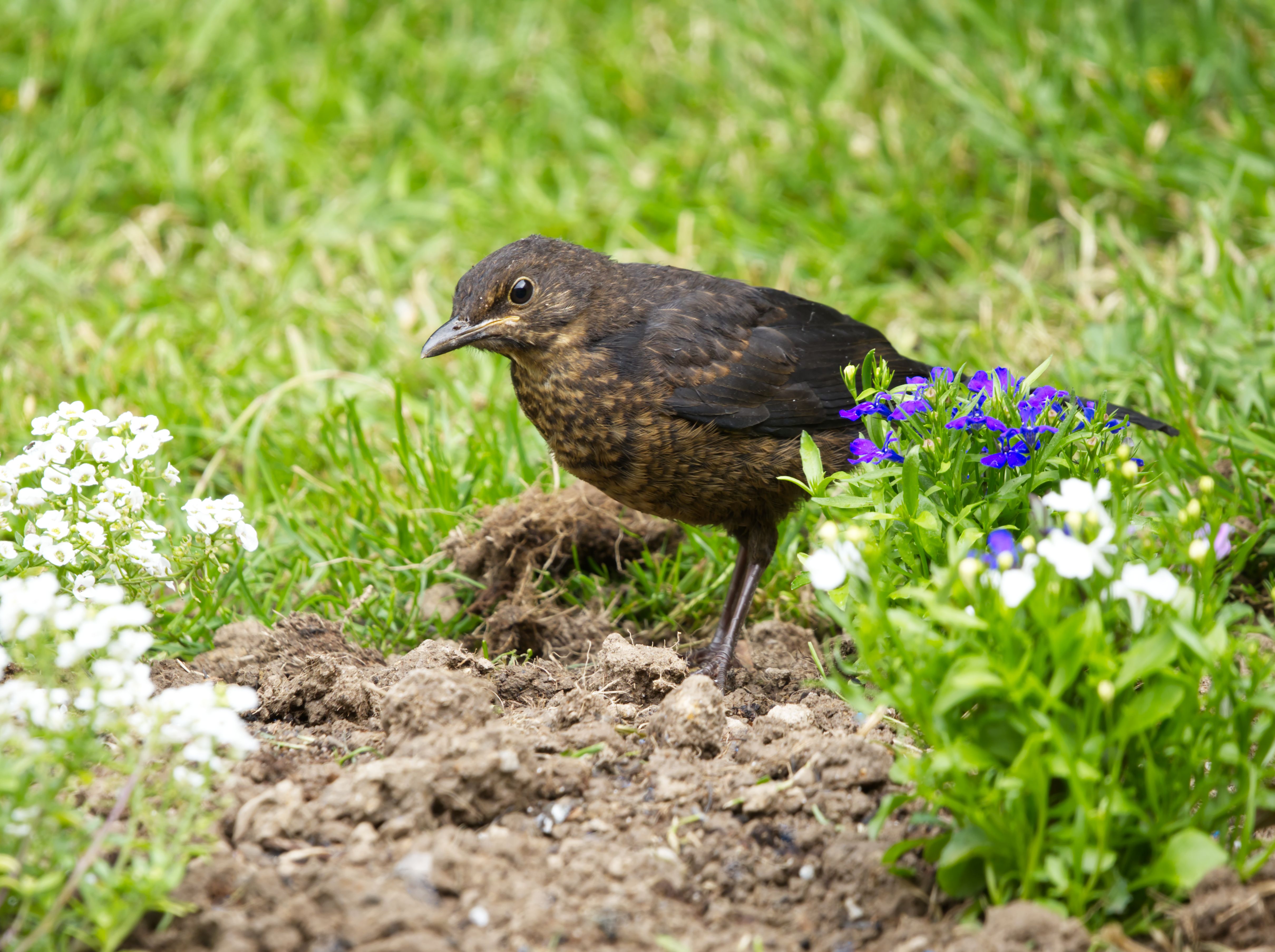 Close-up of the Common Blackbird · Free Stock Photo