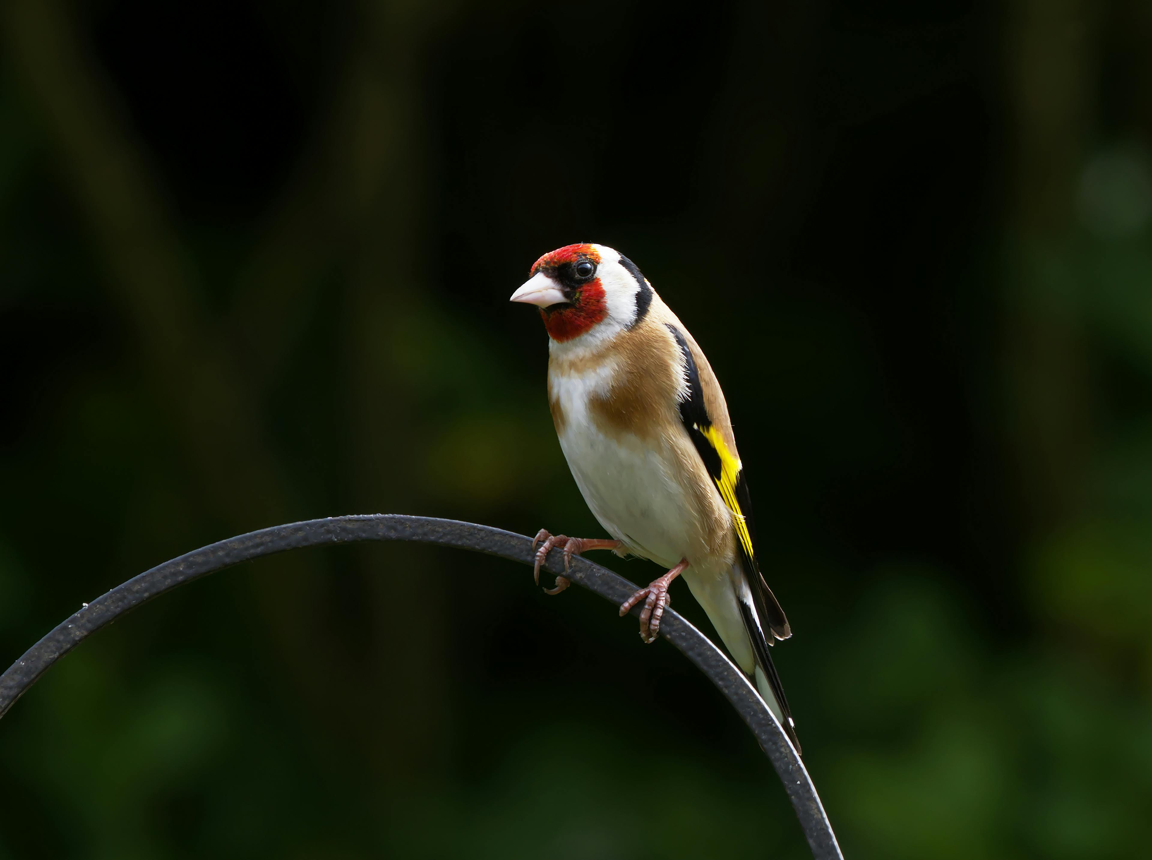 Cardinal Photos, Download The BEST Free Cardinal Stock Photos & HD Images